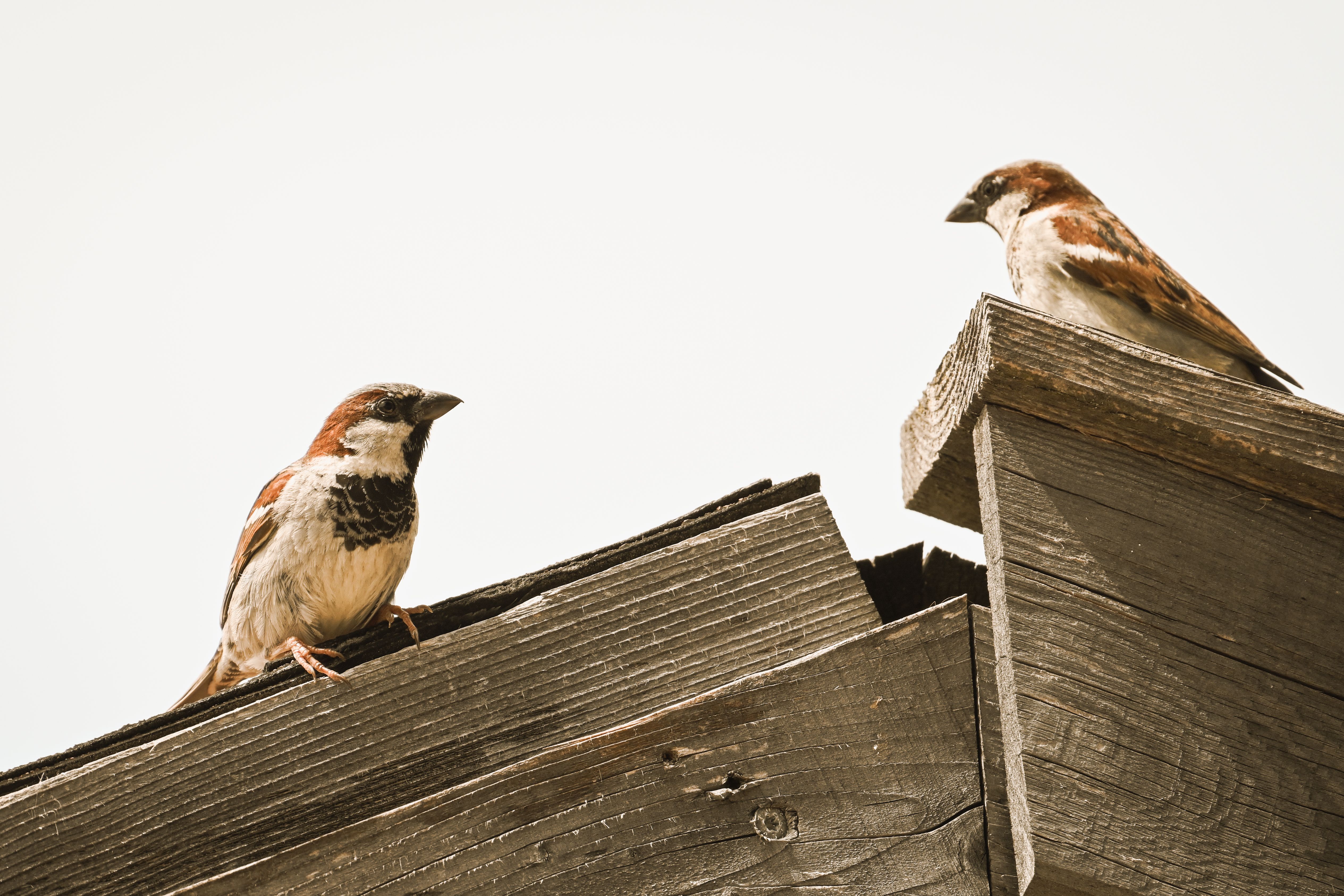 Two House Sparrows Perched on Weathered Wooden Roof · Free Stock Photo