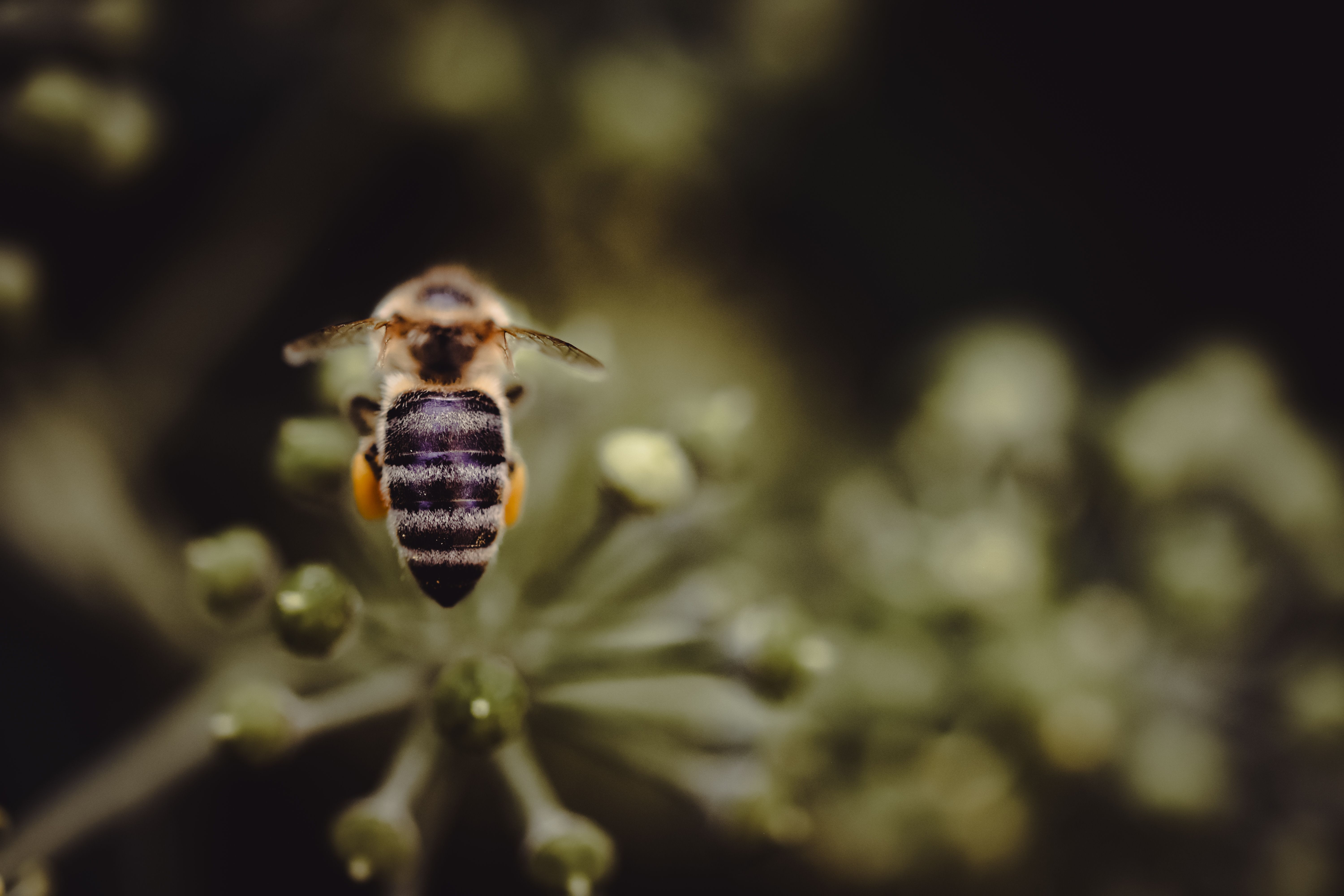 4k Bee Wallpapers Photos, Download The BEST Free 4k Bee Wallpapers ...