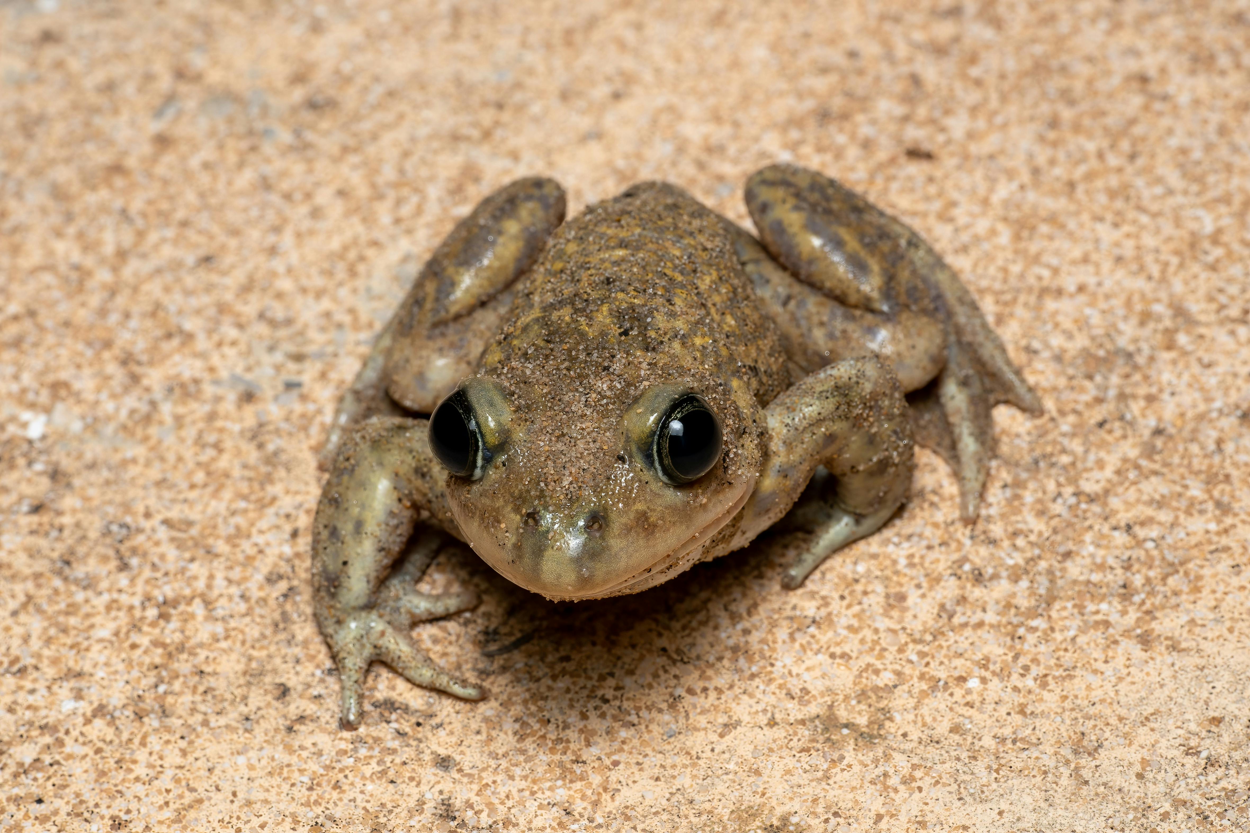 Toad Photos, Download The BEST Free Toad Stock Photos & HD Images