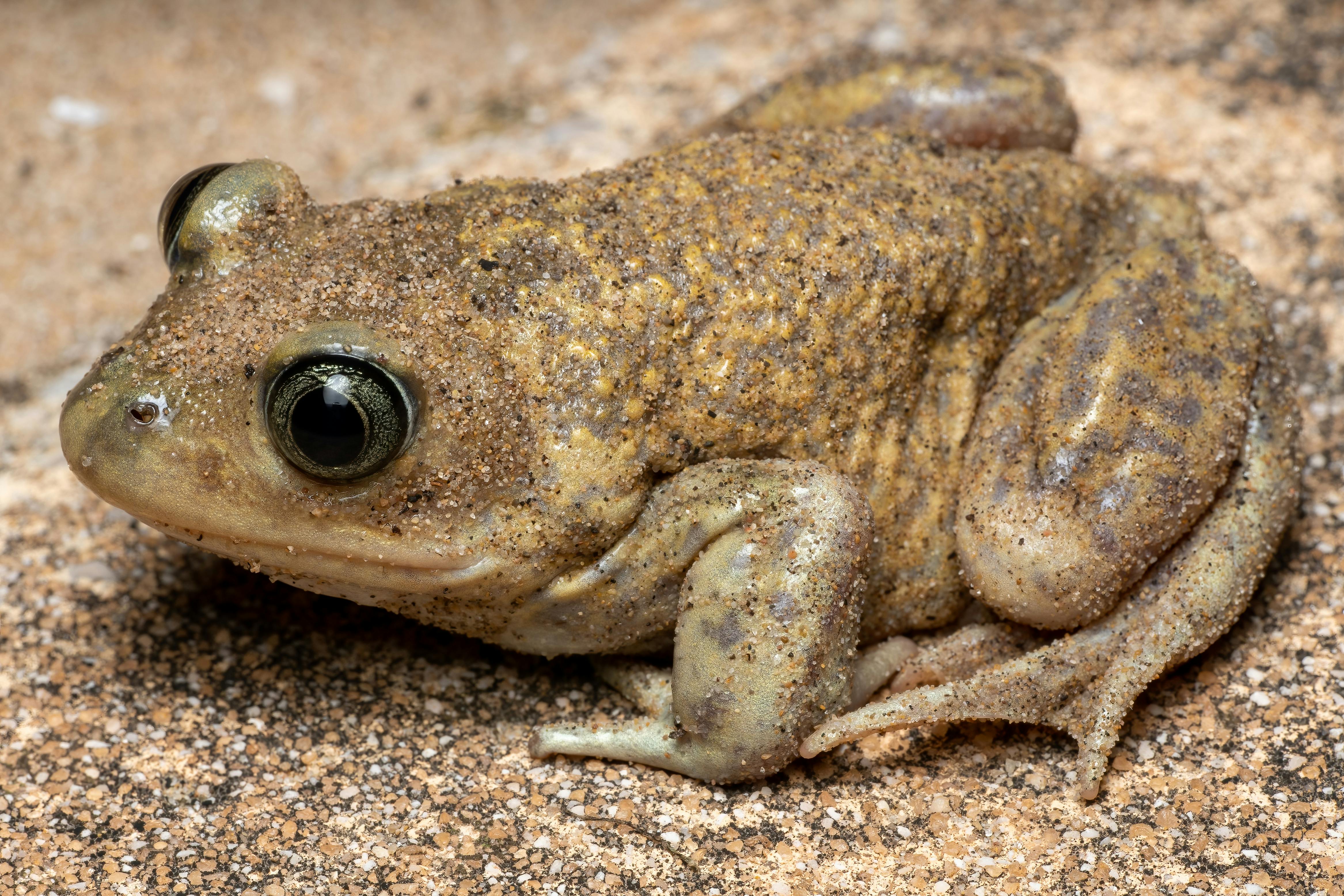 Toad Photos, Download The BEST Free Toad Stock Photos & HD Images