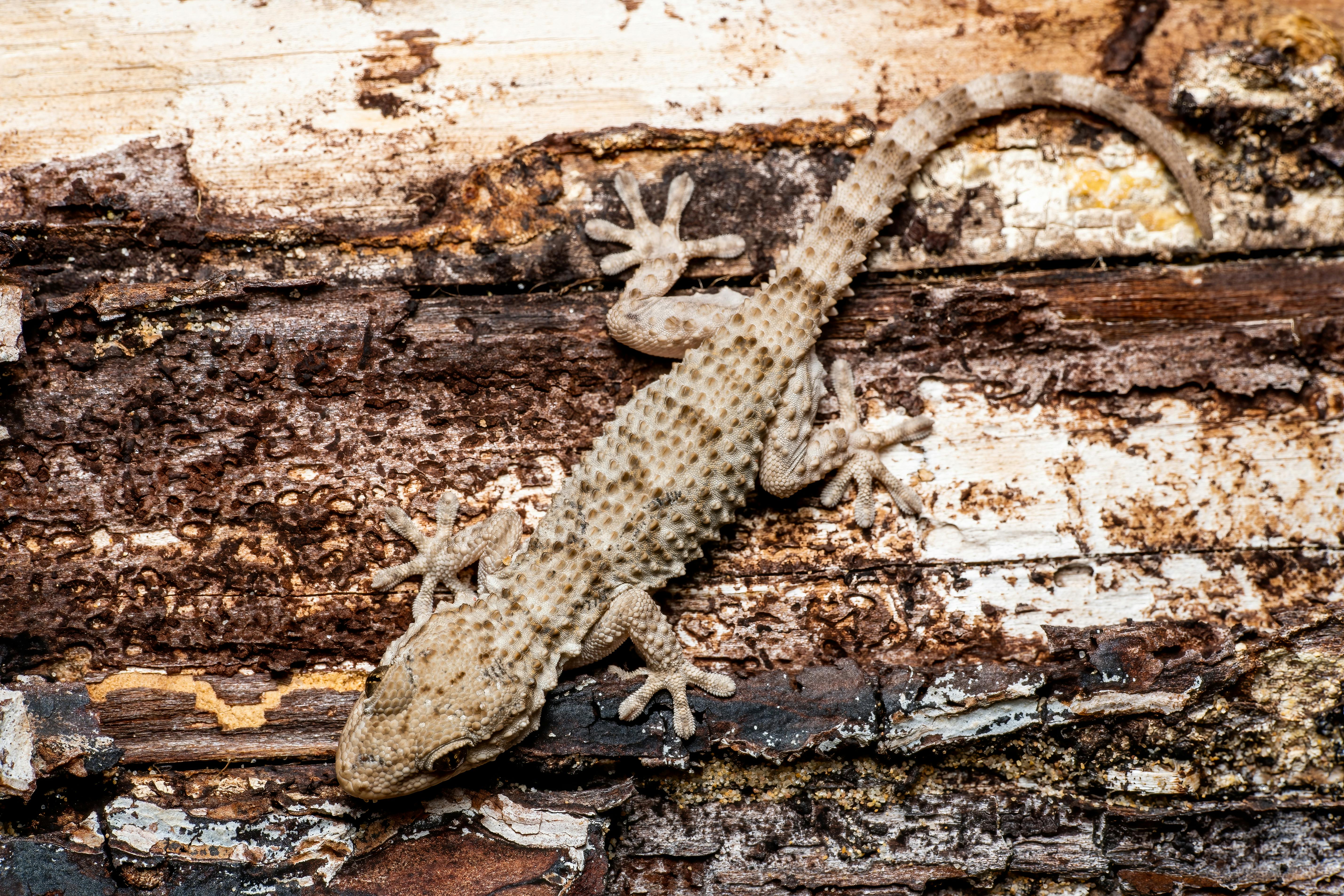 Gecko Photos, Download The BEST Free Gecko Stock Photos & HD Images