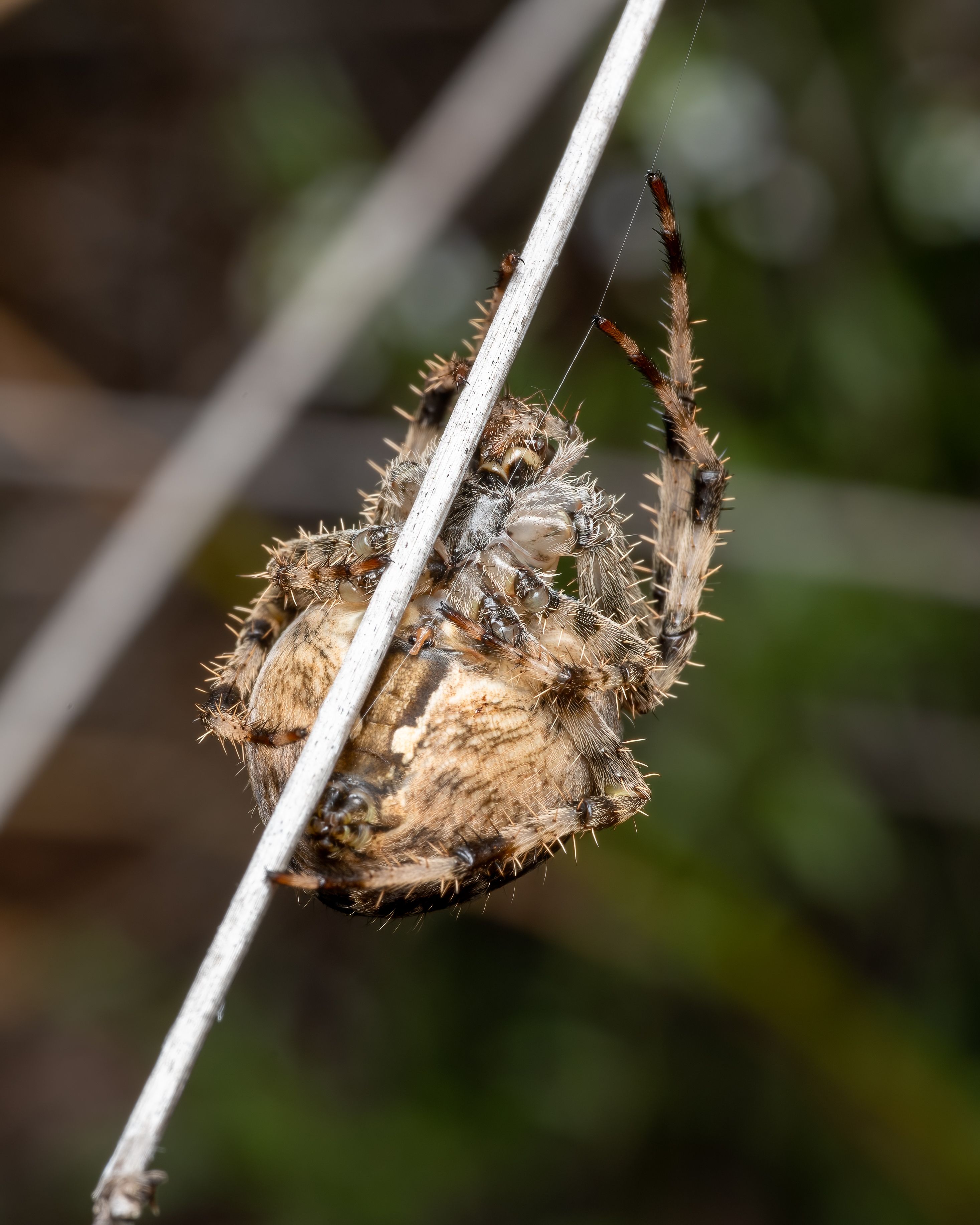 Senpai Spider Photos, Download The BEST Free Senpai Spider Stock Photos ...