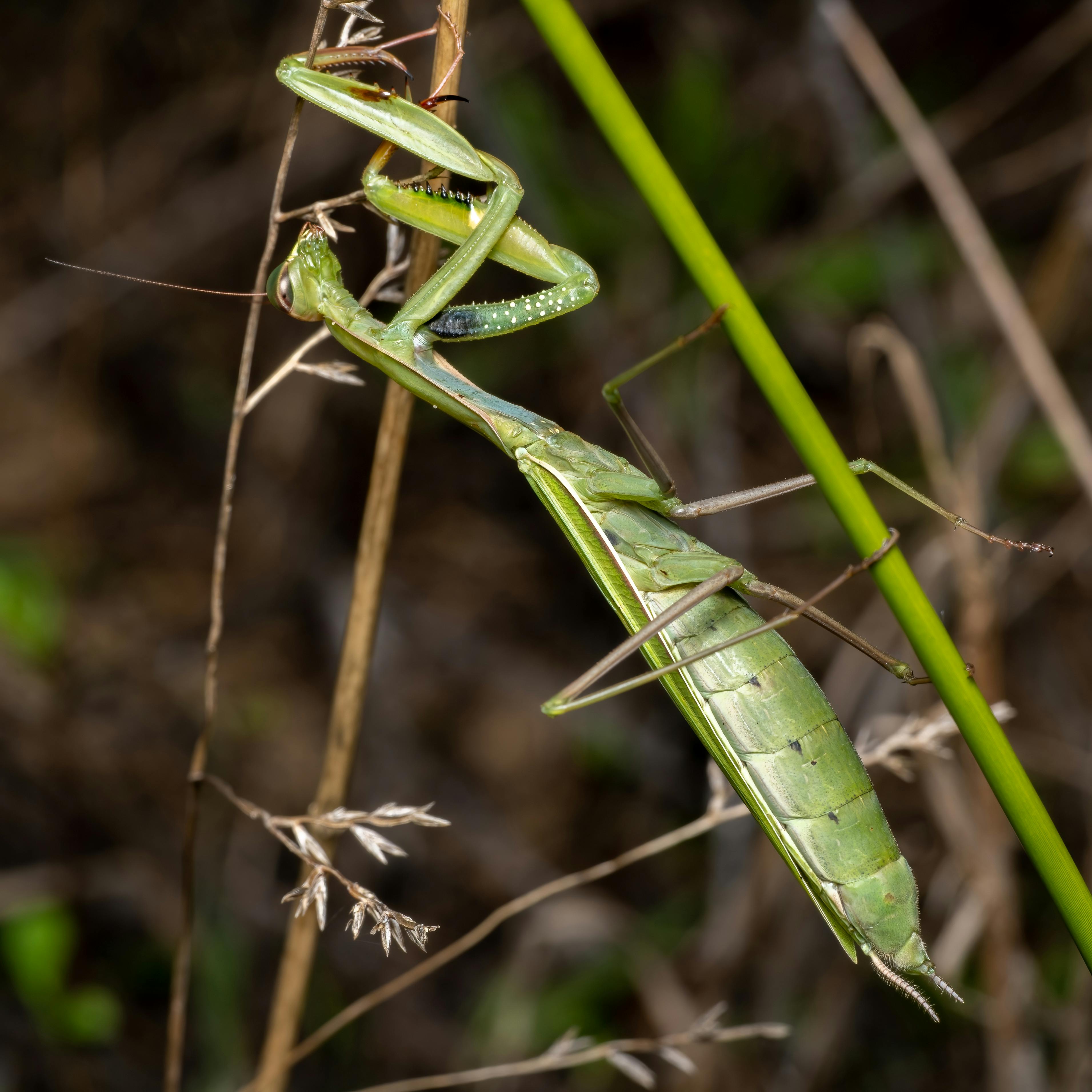 Praying Mantis Photos, Download The BEST Free Praying Mantis Stock ...