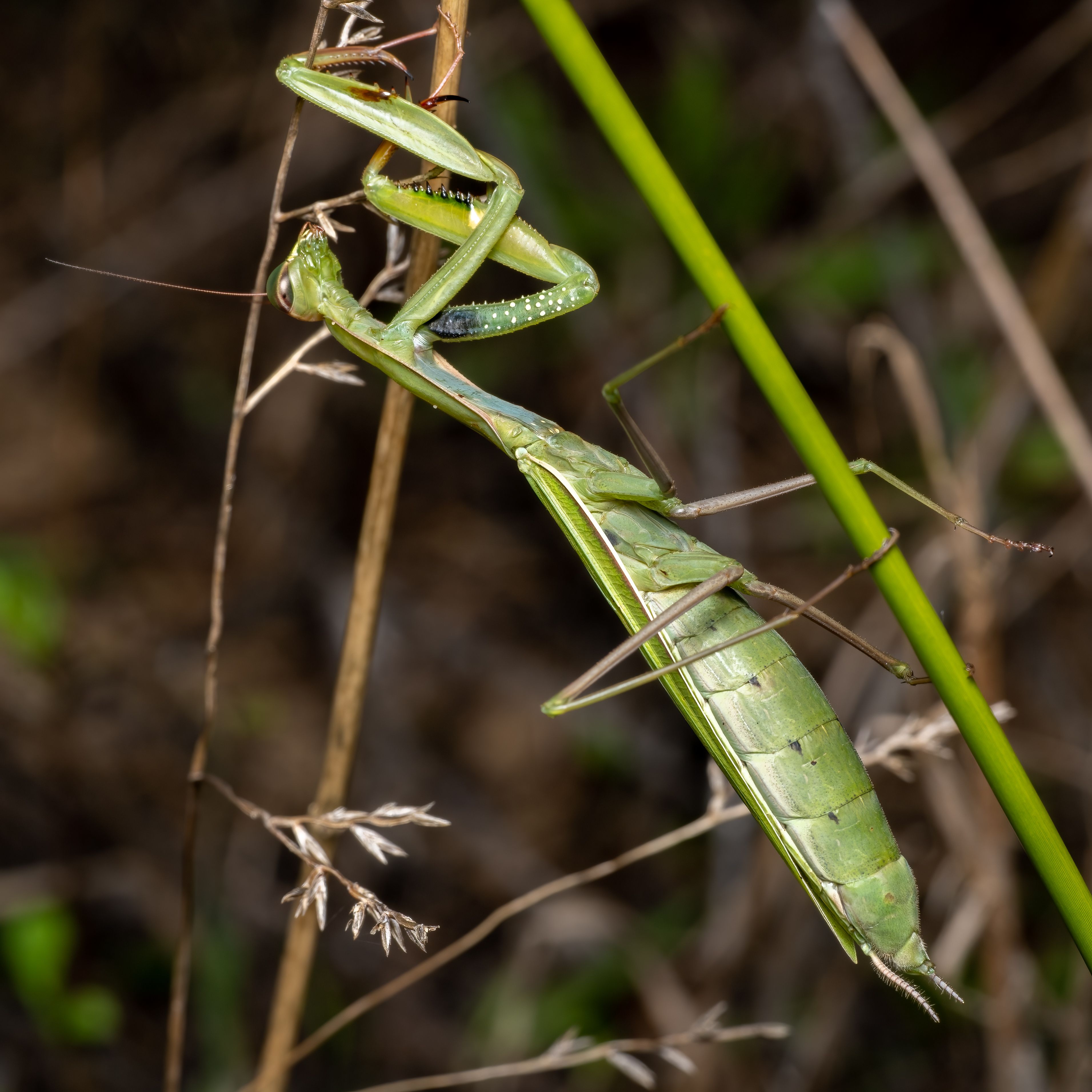 Close-Up of Green Praying Mantis in Valencia · Free Stock Photo