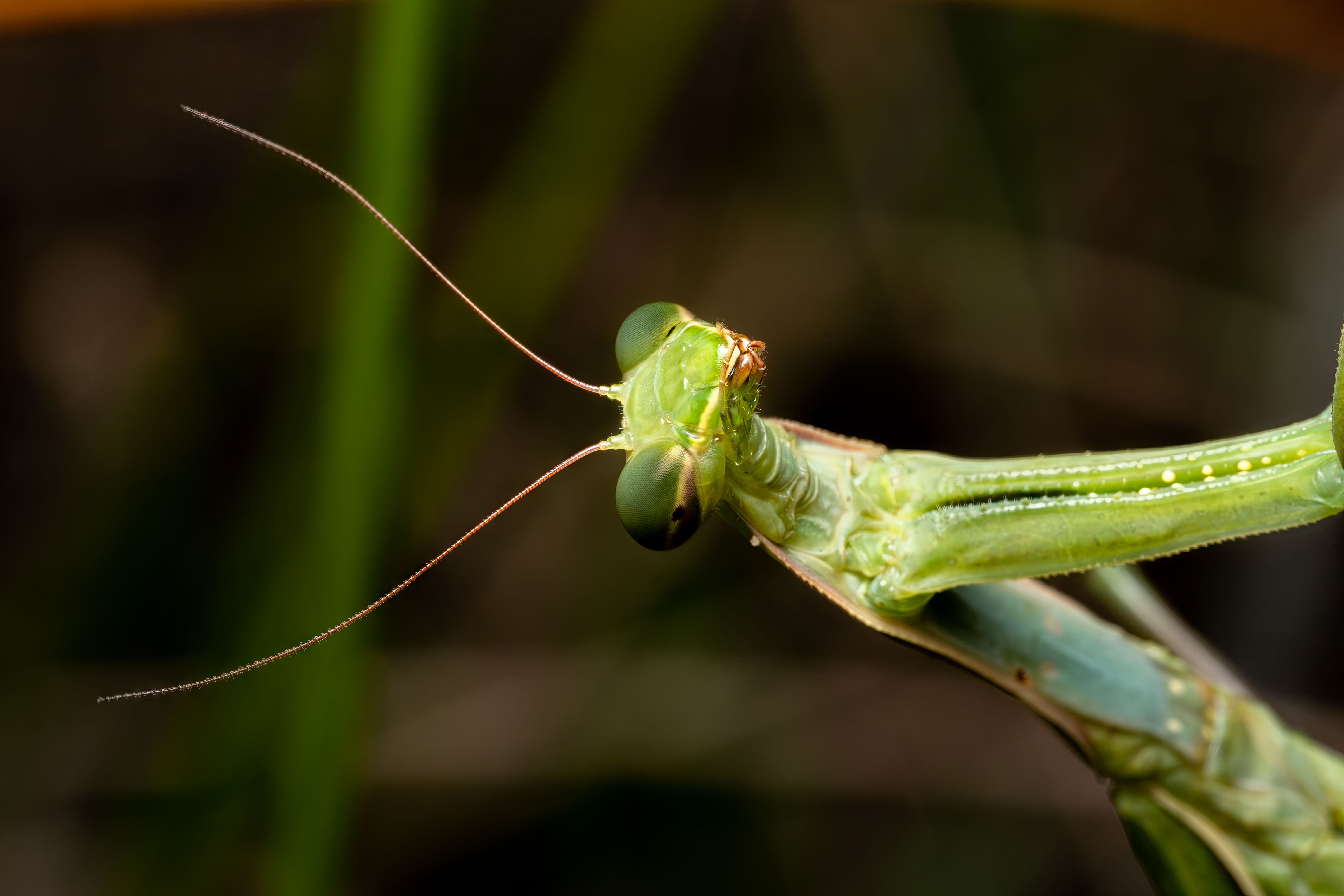 Primer Plano De Una Mantis Religiosa Verde En Valencia · Foto de stock ...