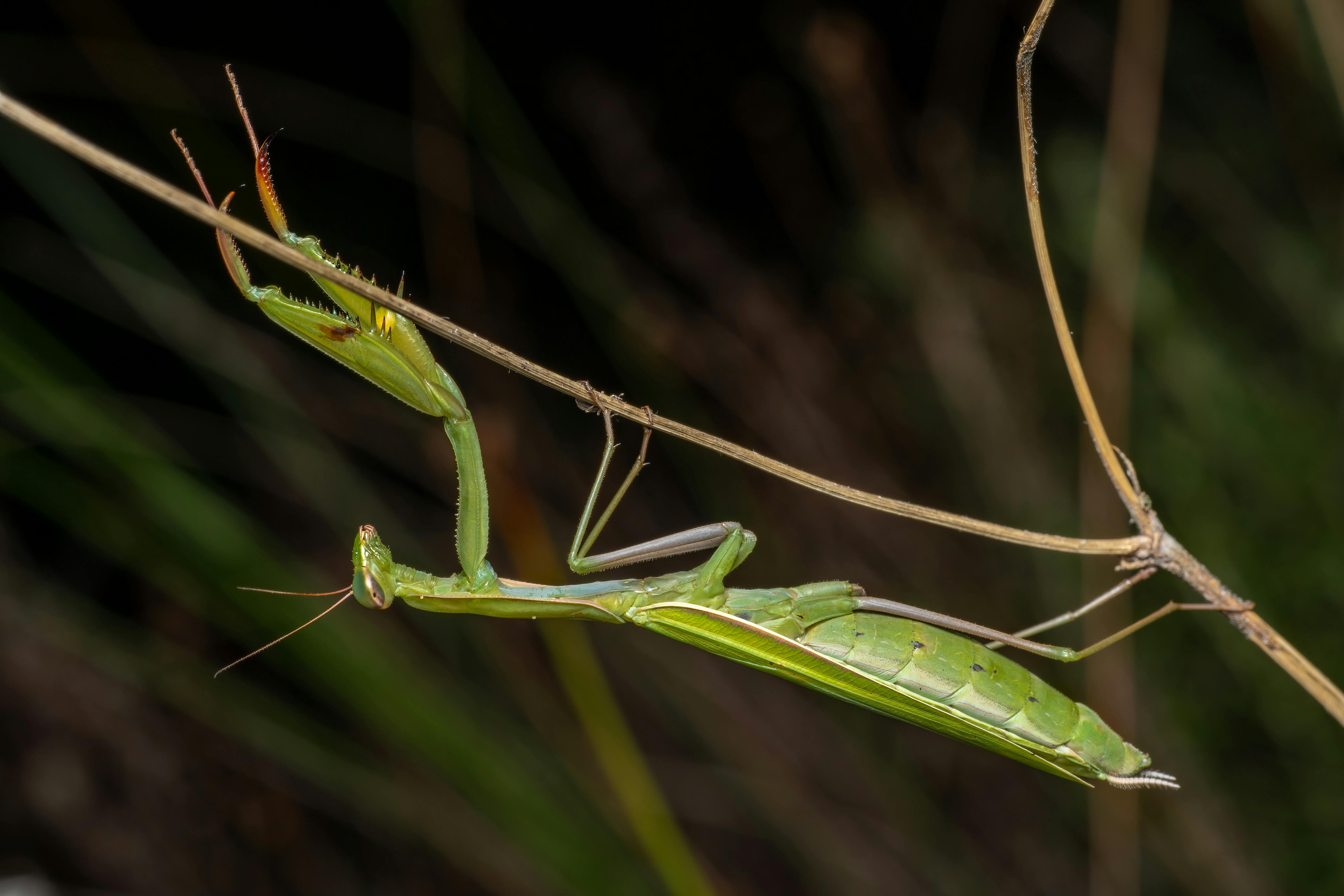 Praying Mantis Photos, Download The BEST Free Praying Mantis Stock ...