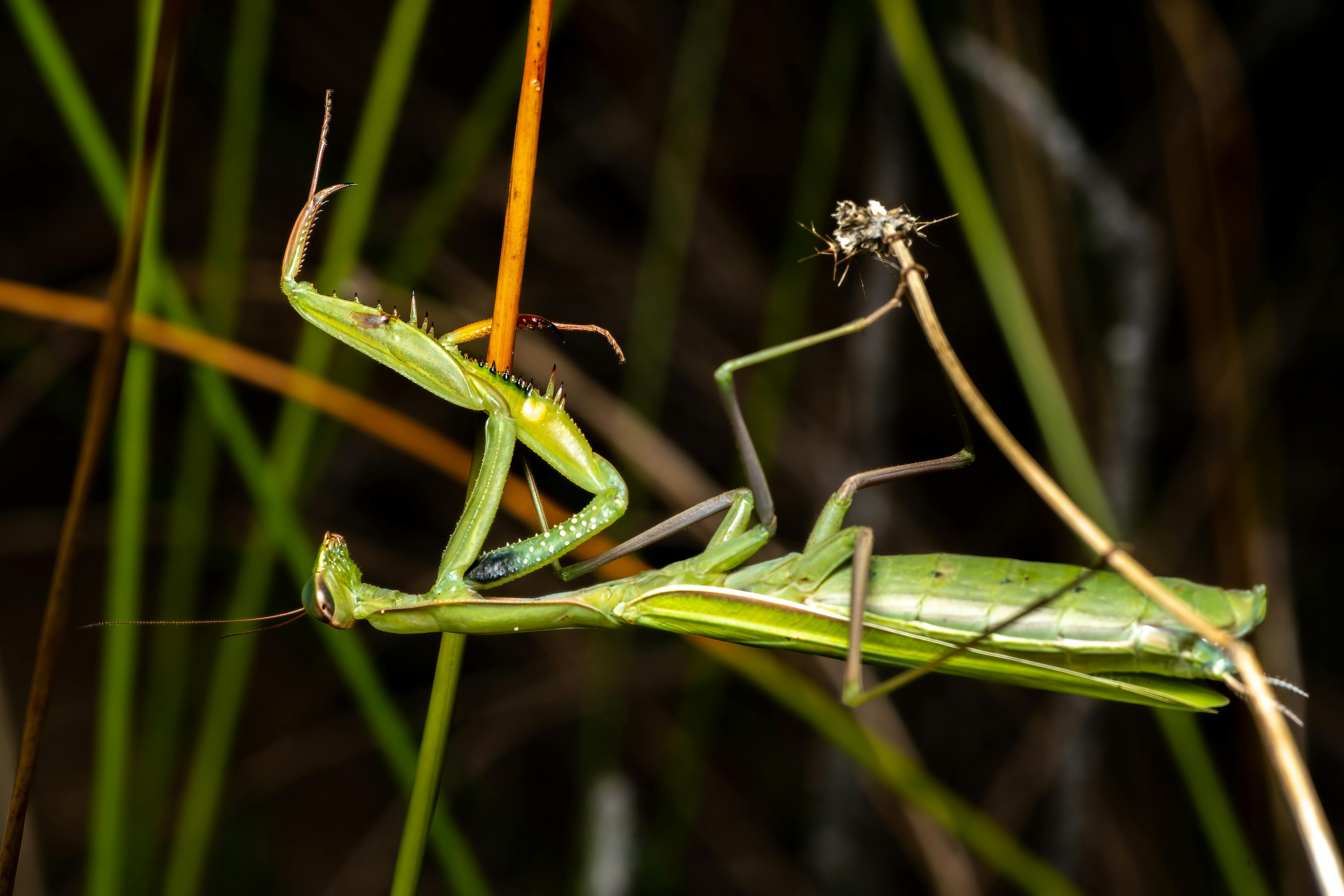 Praying Mantis Photos, Download The BEST Free Praying Mantis Stock ...