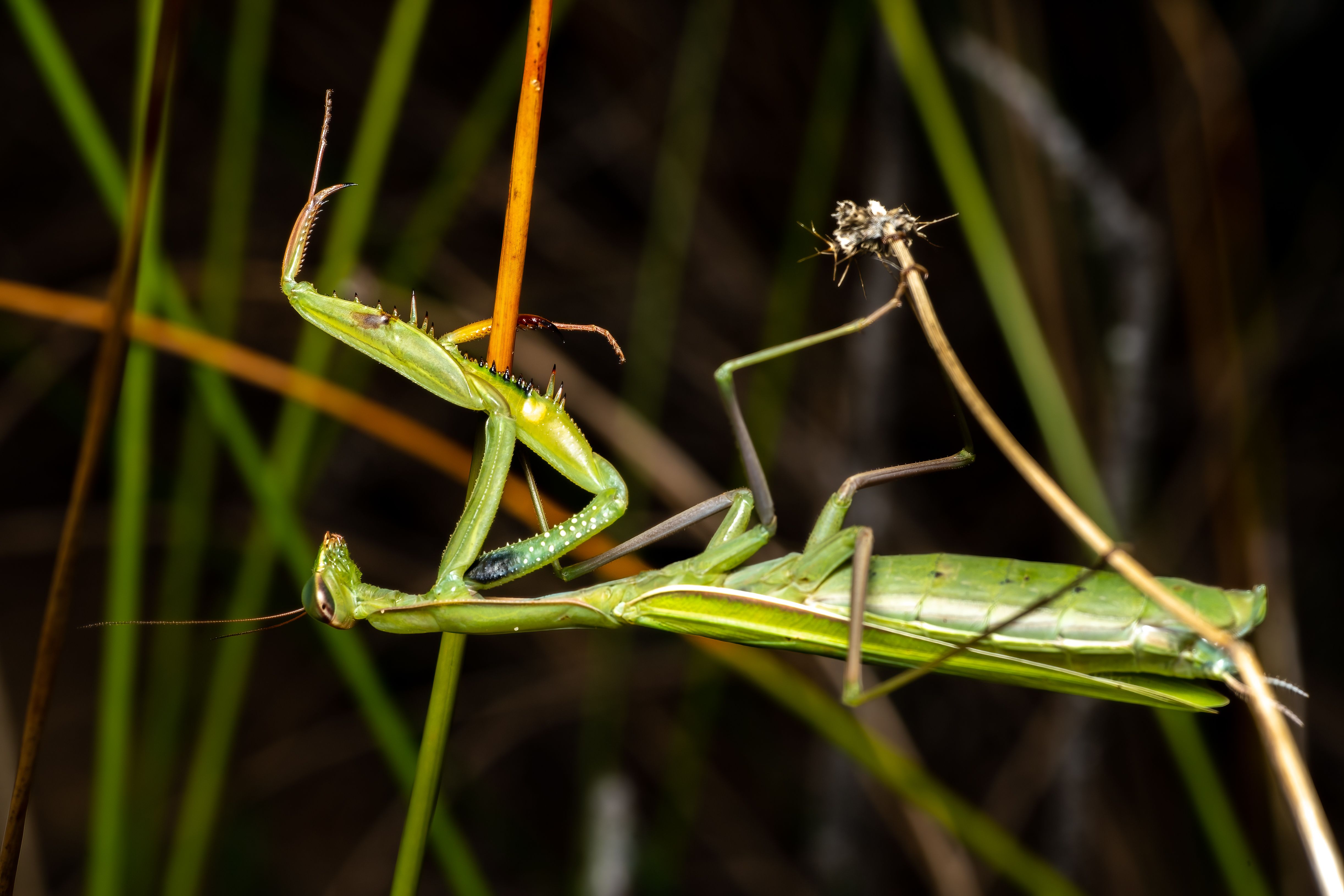 Praying Mantis in Natural Habitat Close-up · Free Stock Photo