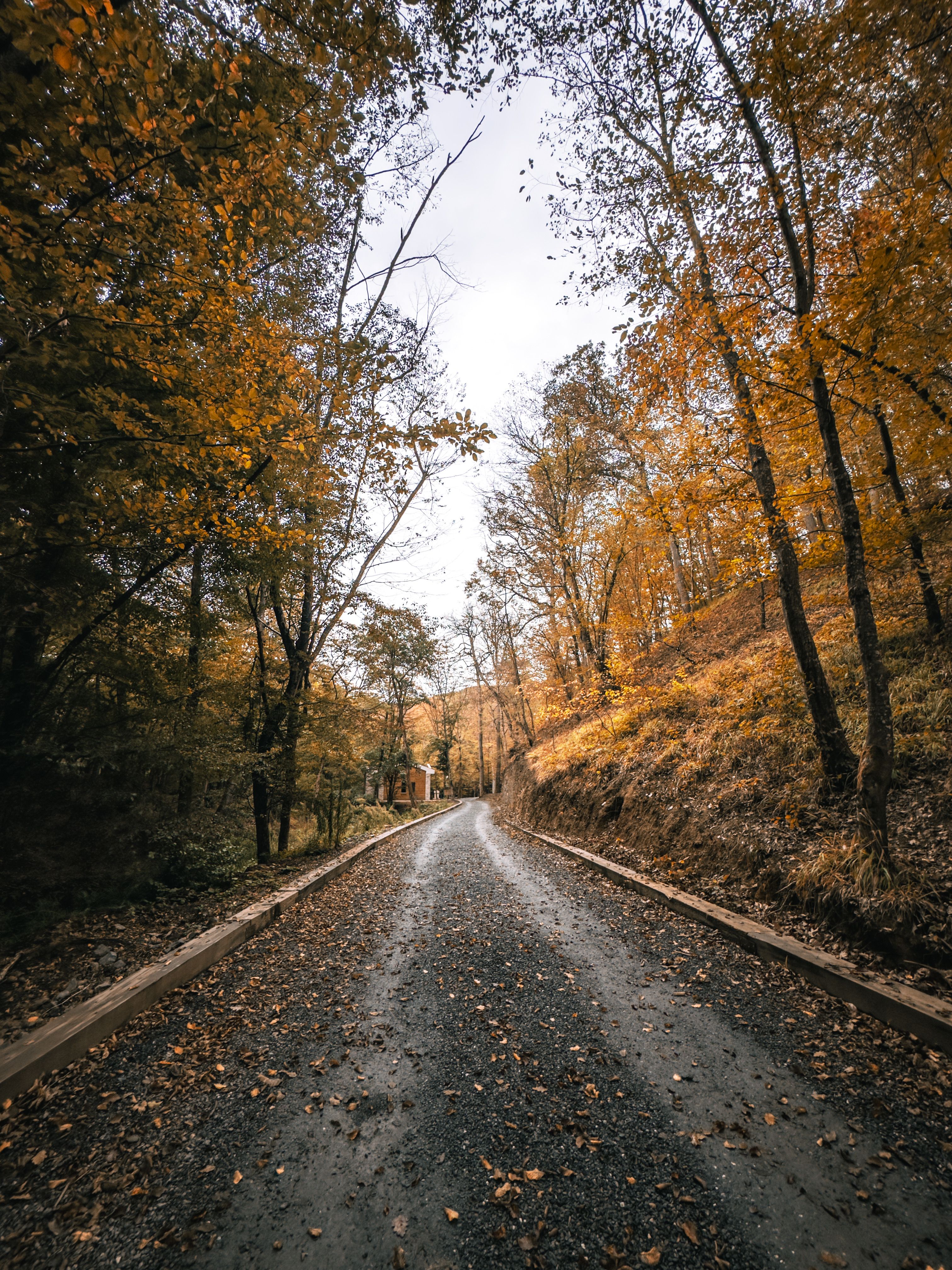 Scenic Autumn Pathway in İstanbul Forest · Free Stock Photo
