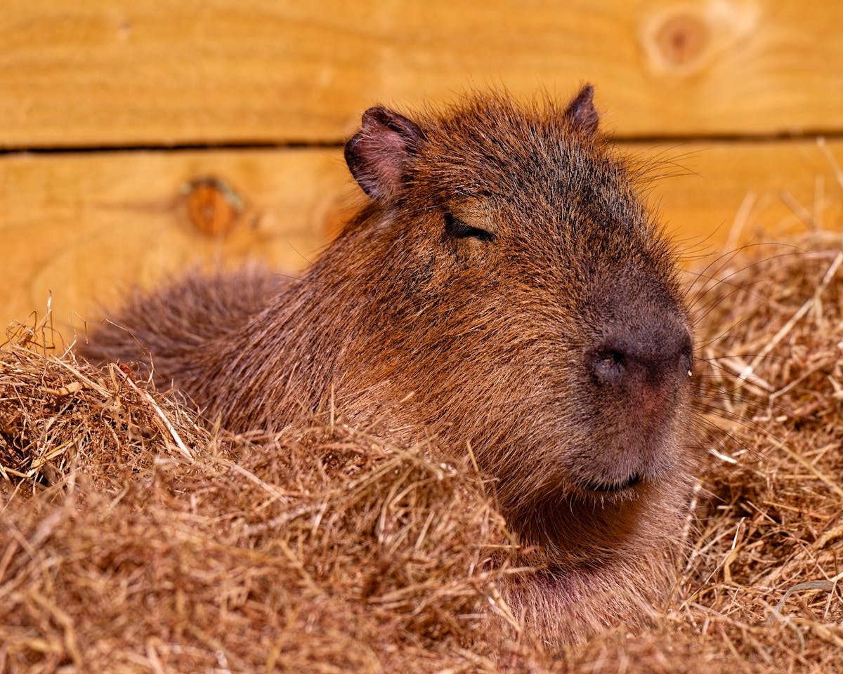 Capybara Cute Photos, Download The BEST Free Capybara Cute Stock Photos ...
