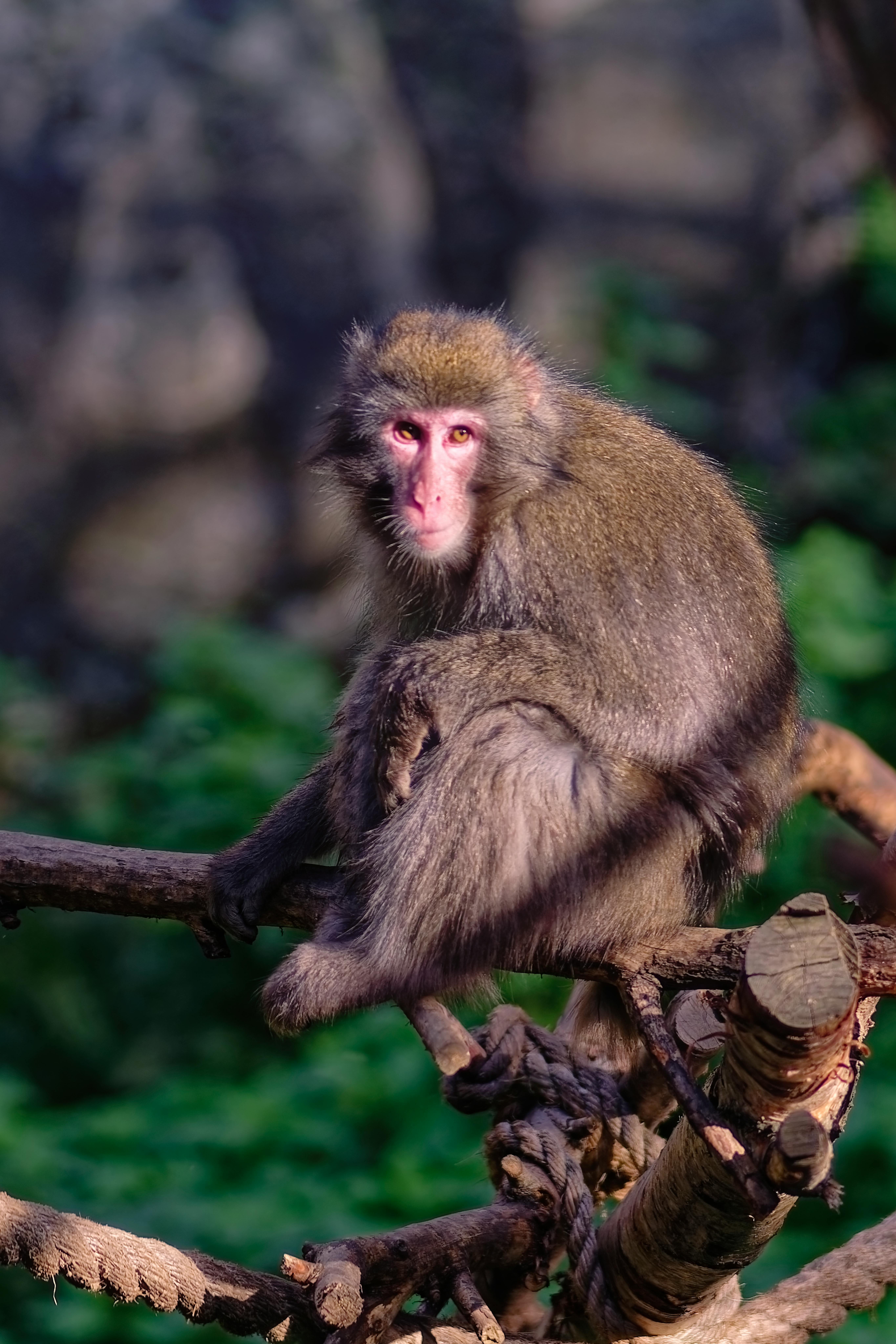 Cute Monkey Photos, Download The BEST Free Cute Monkey Stock Photos ...