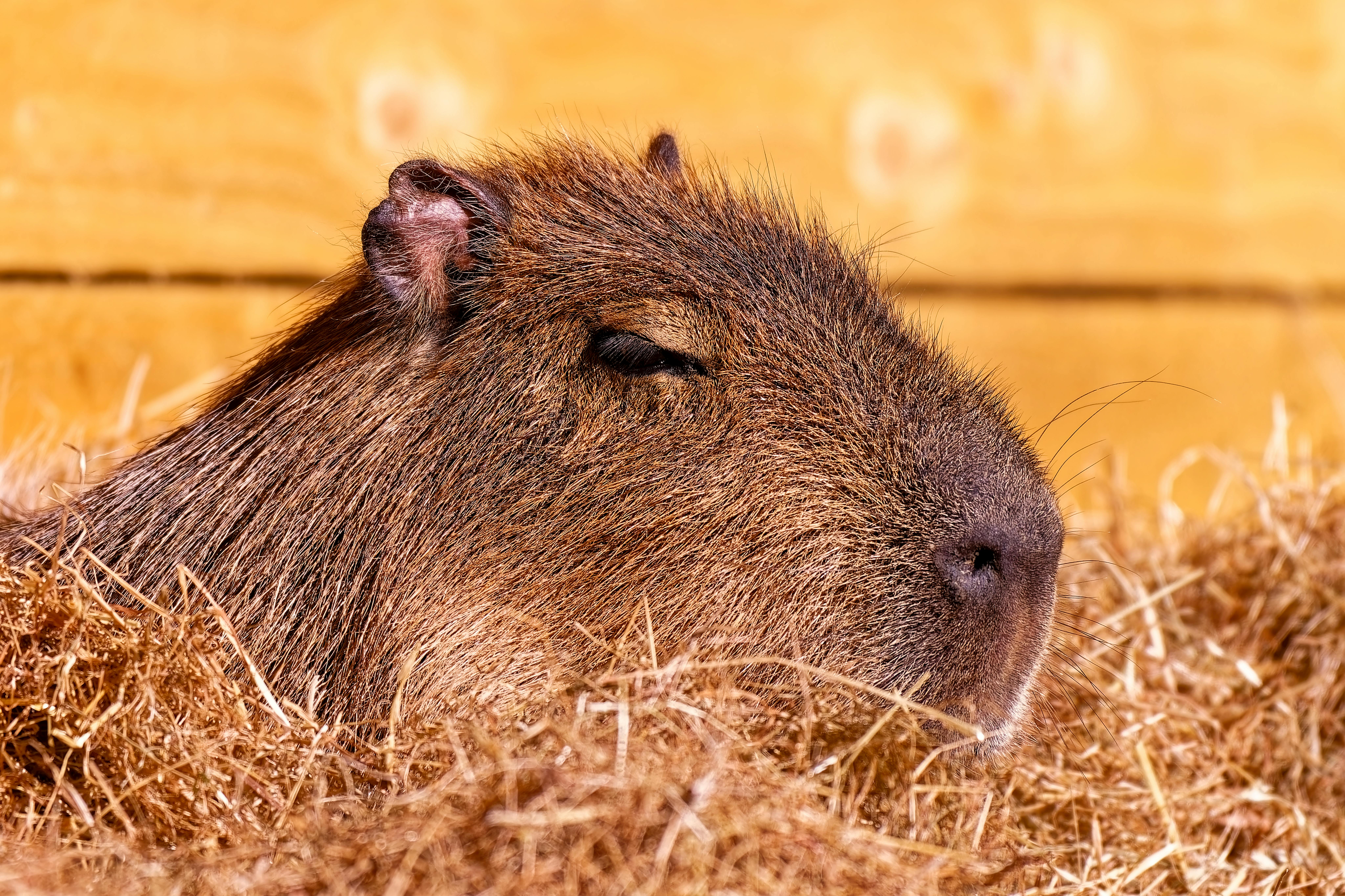 161+ Fotos y Imágenes de Capibaras Gratis · Banco de Fotos Gratis