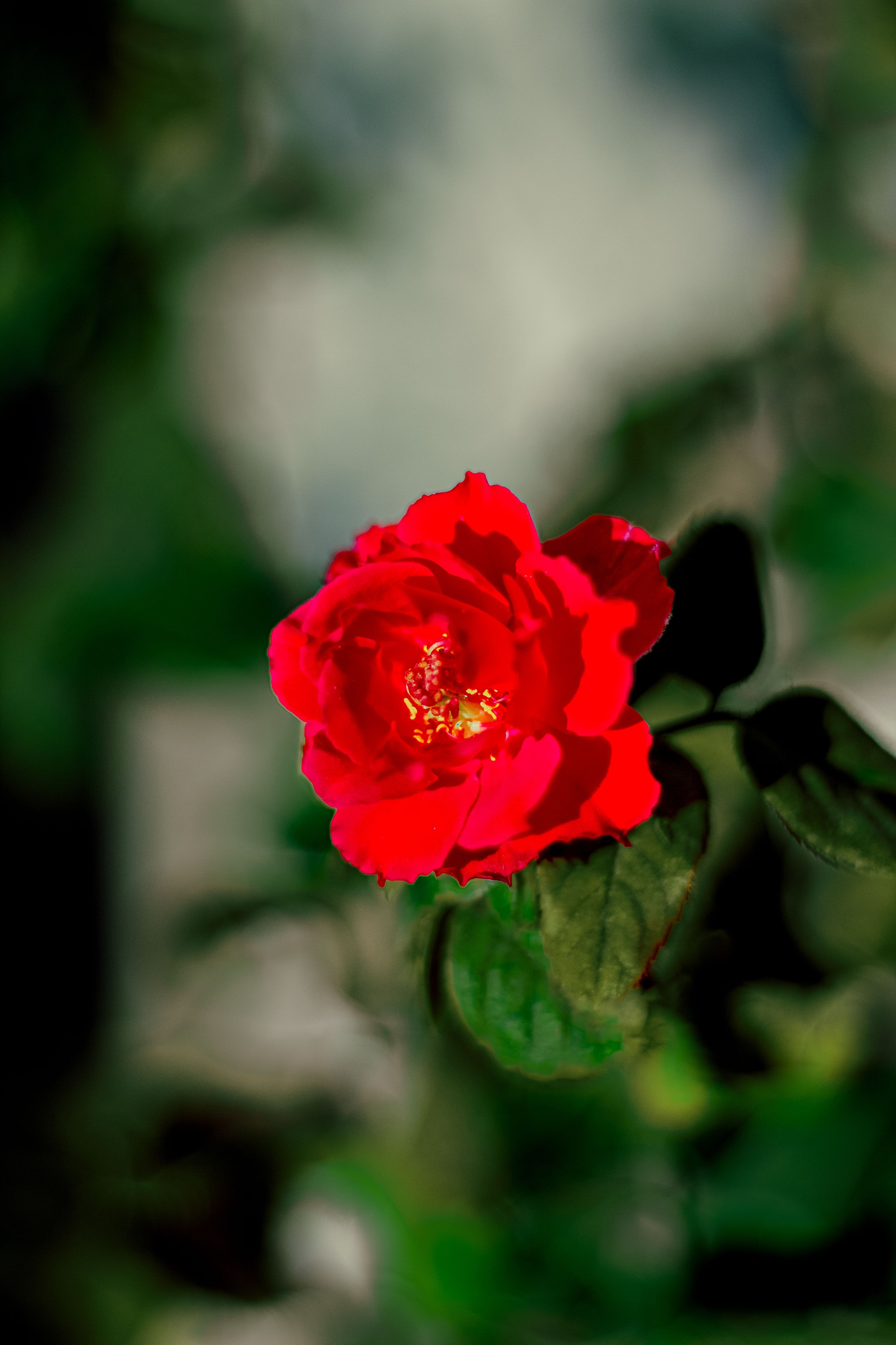Plant With Lot Of Red Roses Pictures Photos, Download The BEST Free ...