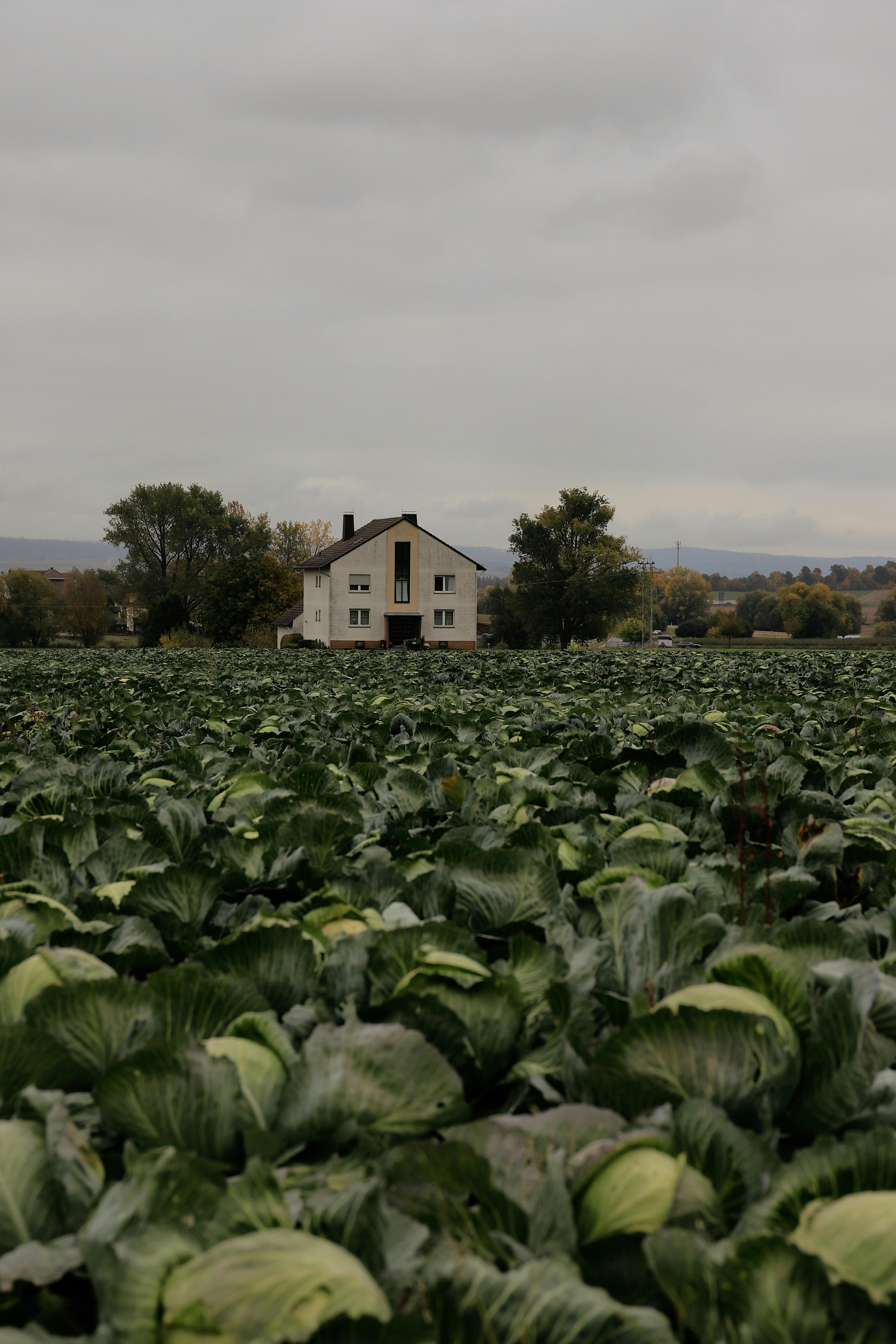 Cabbage Field with Farmhouse Under Overcast Sky · Free Stock Photo