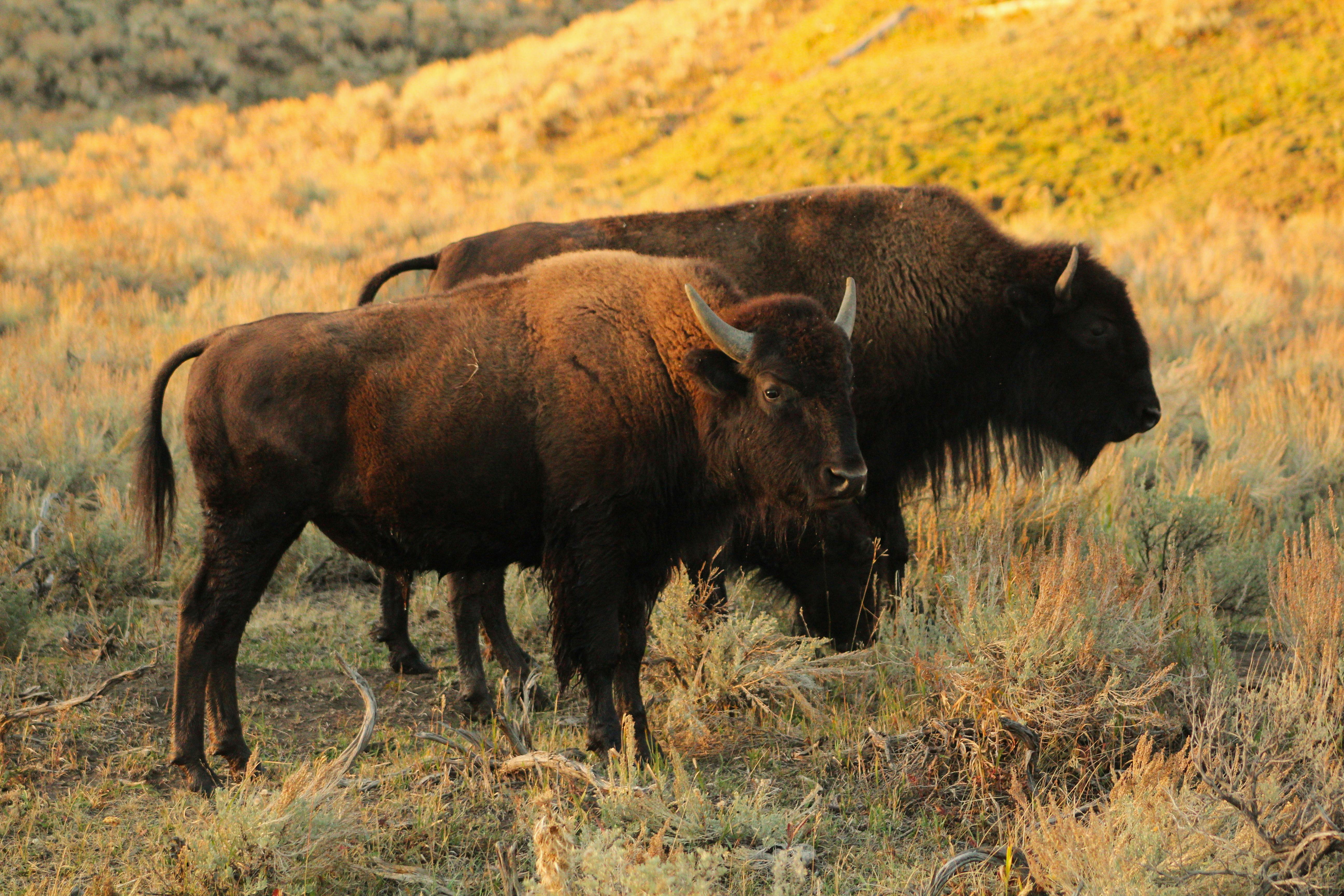 Wild Animals Slideshow Photos, Download The BEST Free Wild Animals ...