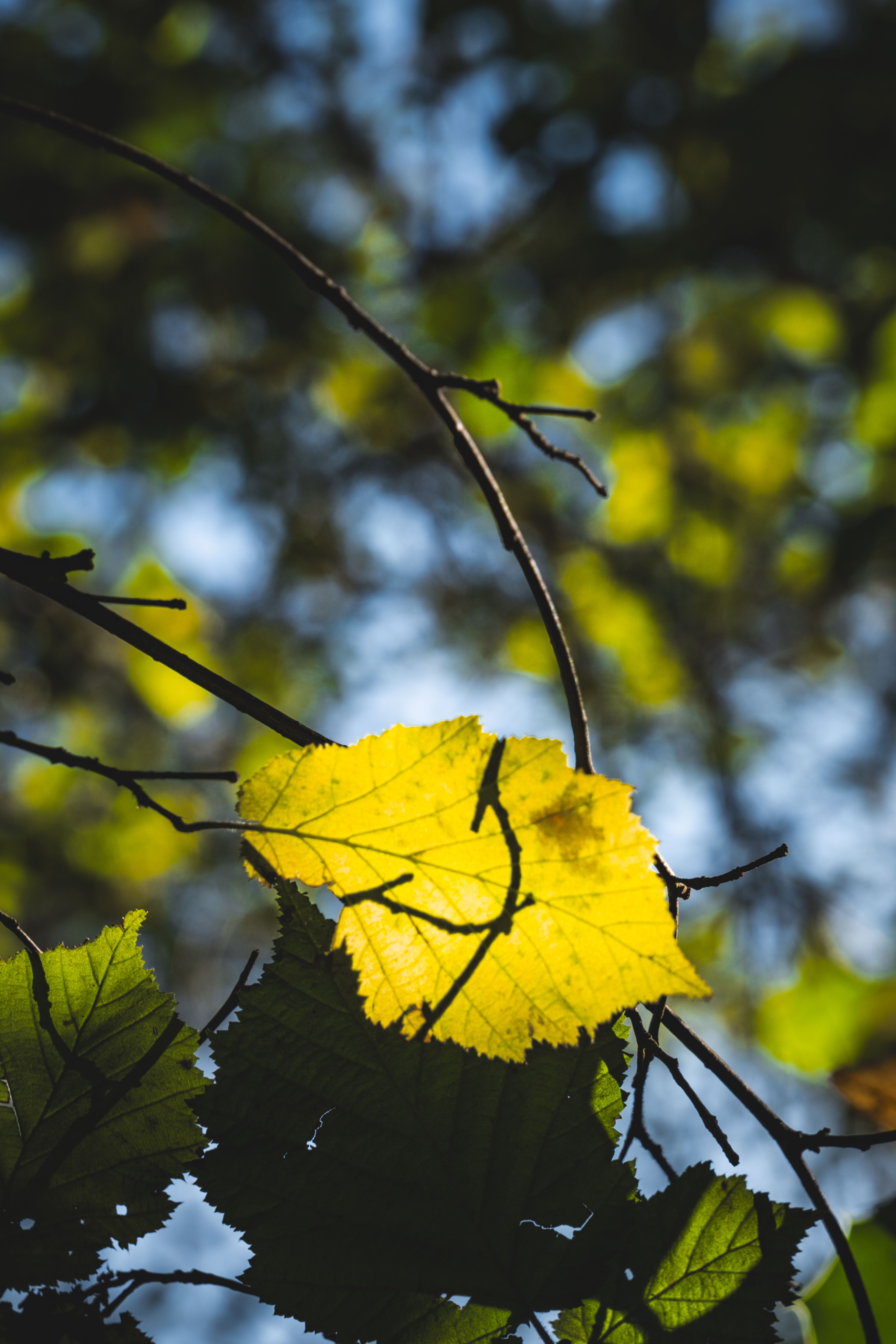Vibrant Yellow Leaf Backlit by Sunlight in Forest · Free Stock Photo