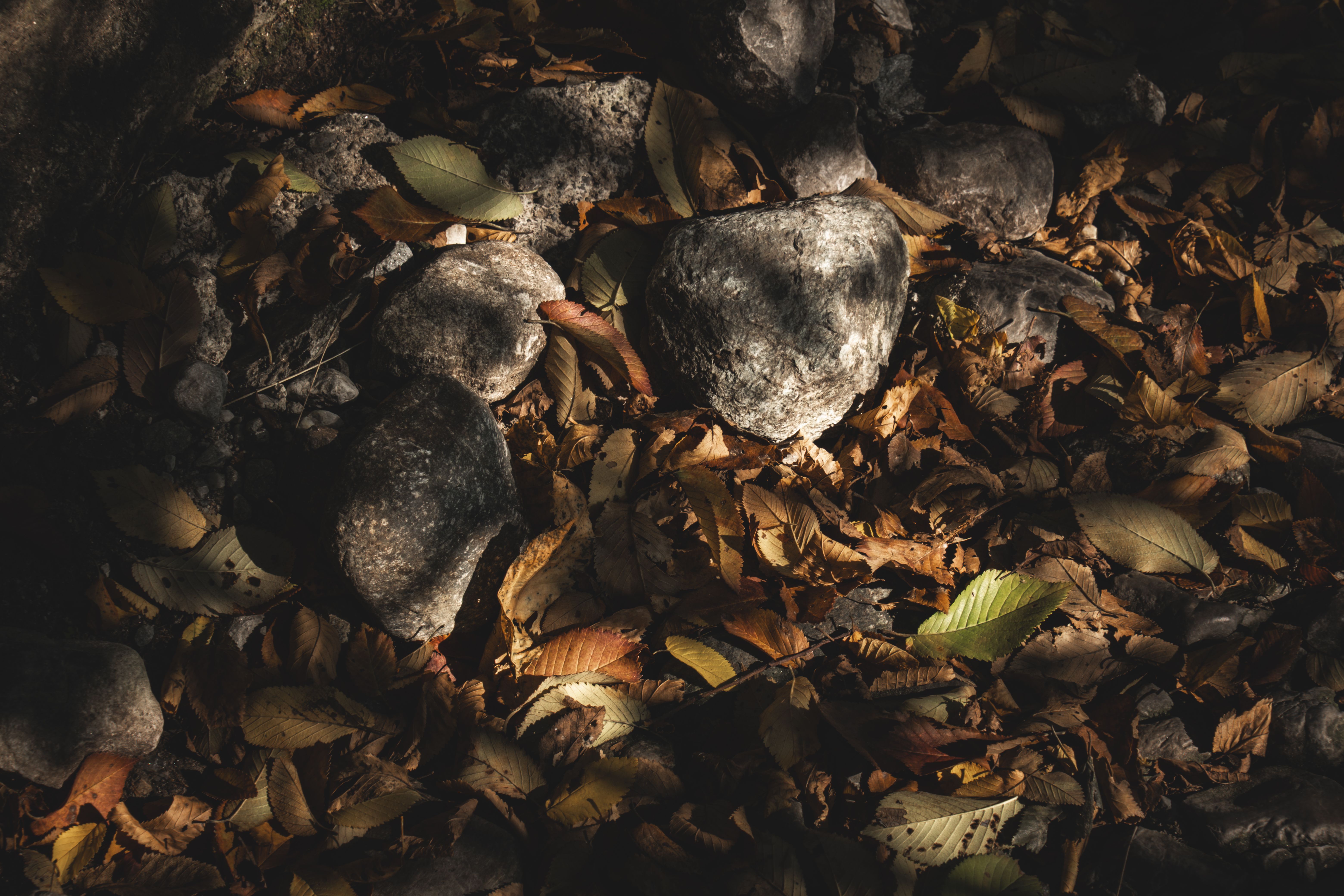 Moody Autumn Leaves and Rocks in Forest · Free Stock Photo