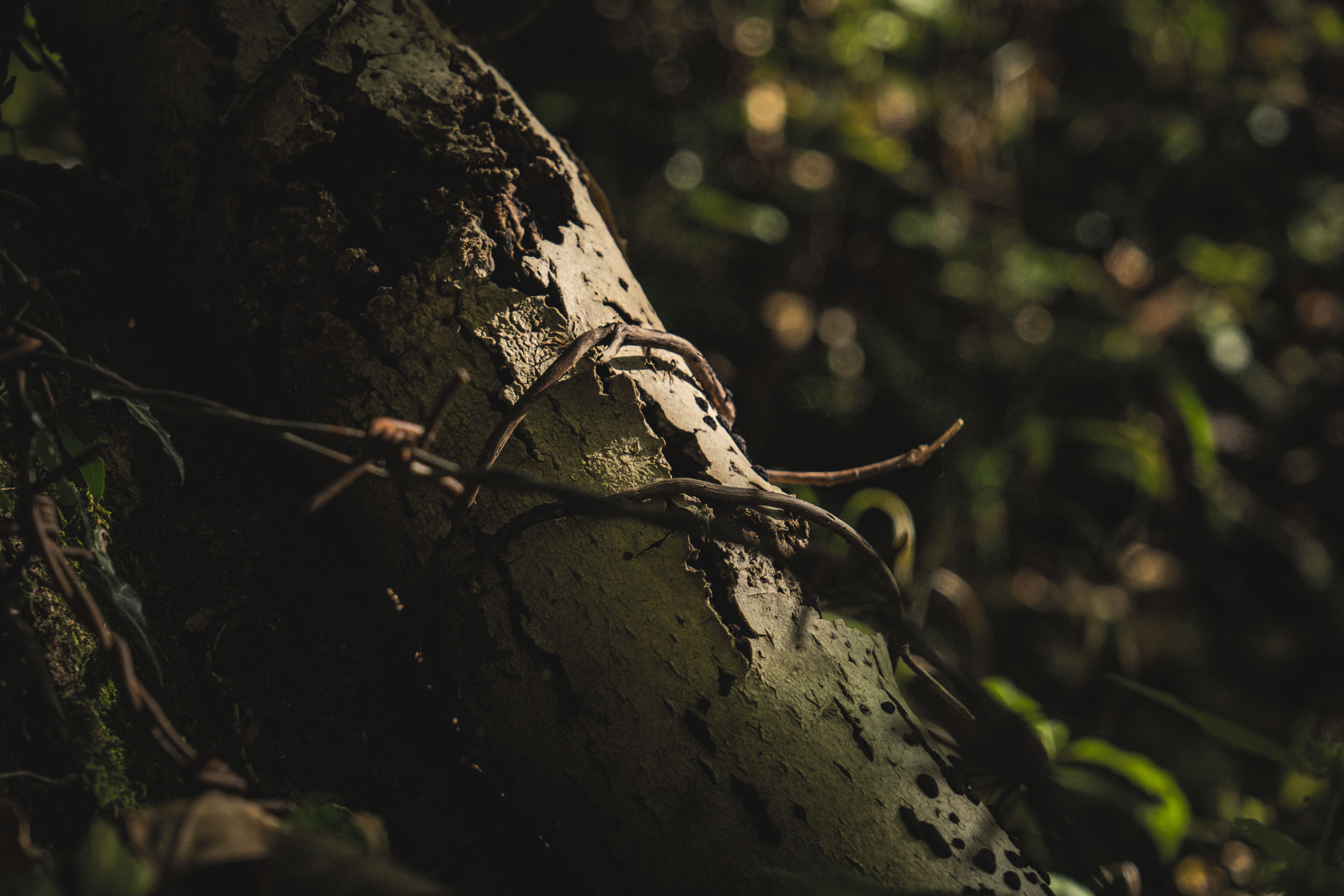 Detailed Close-Up of Forest Tree Bark with Vines · Free Stock Photo