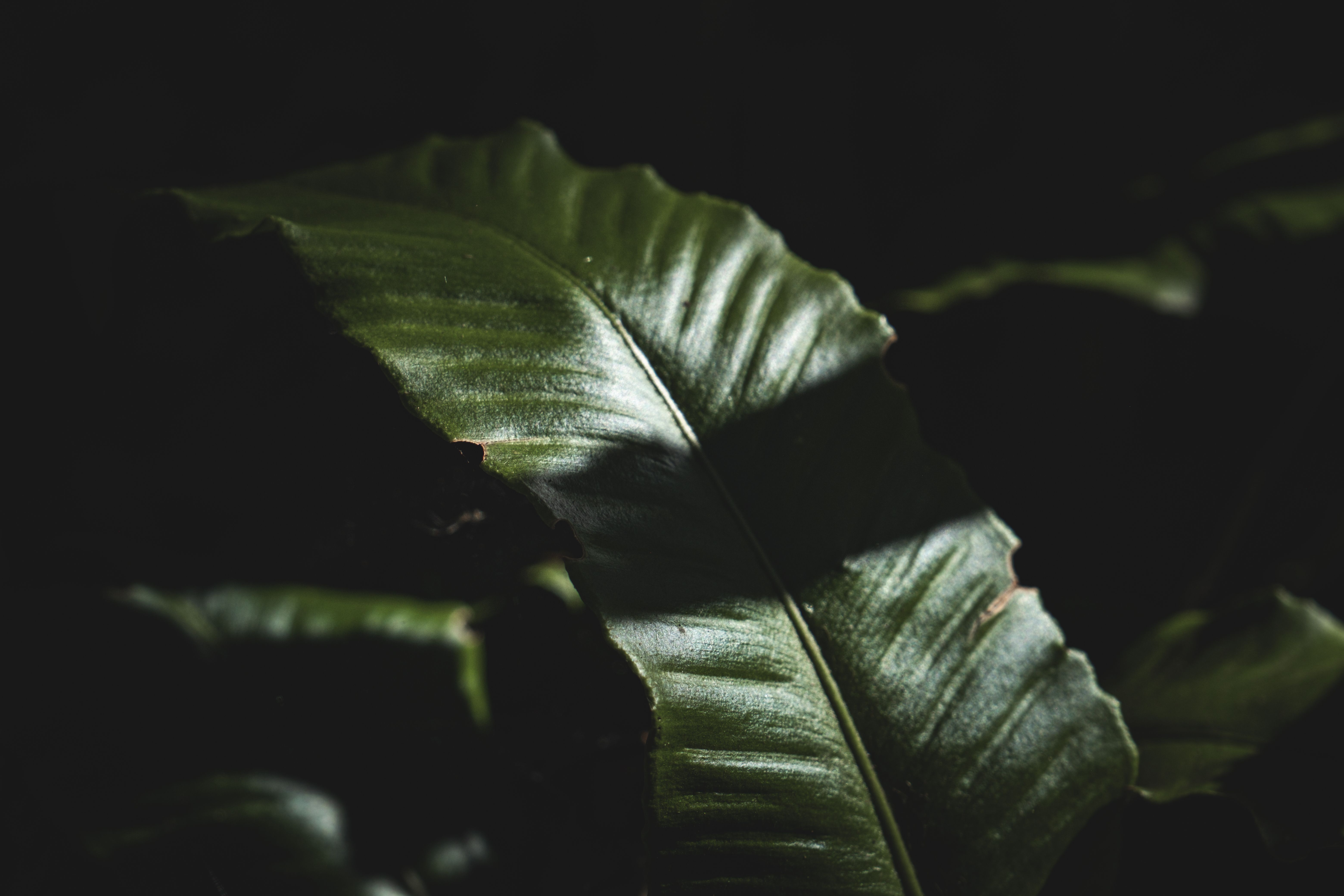 Moody Close-Up of Foliage in Shadow · Free Stock Photo
