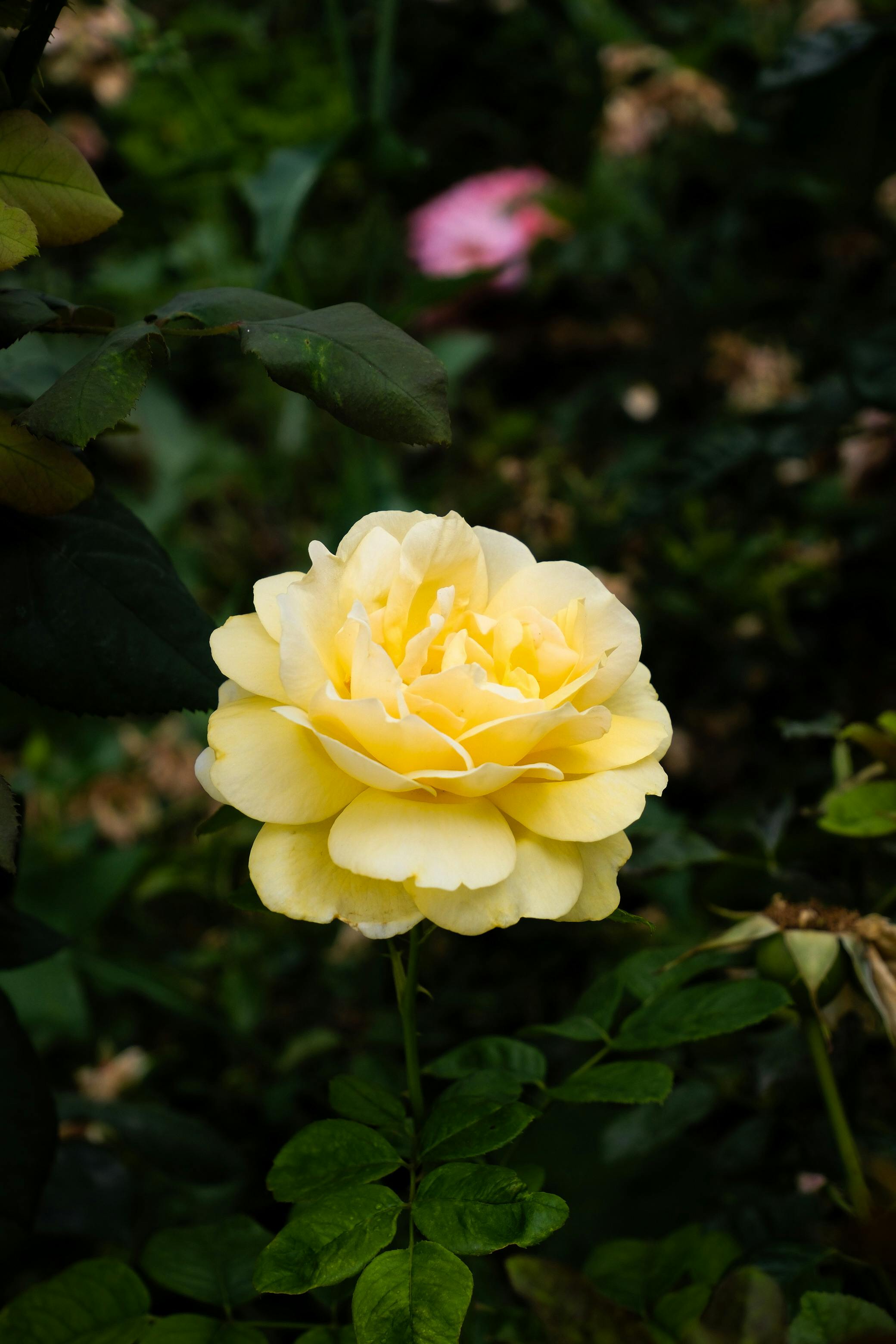 June Photos, Download The BEST Free June Stock Photos & HD Images