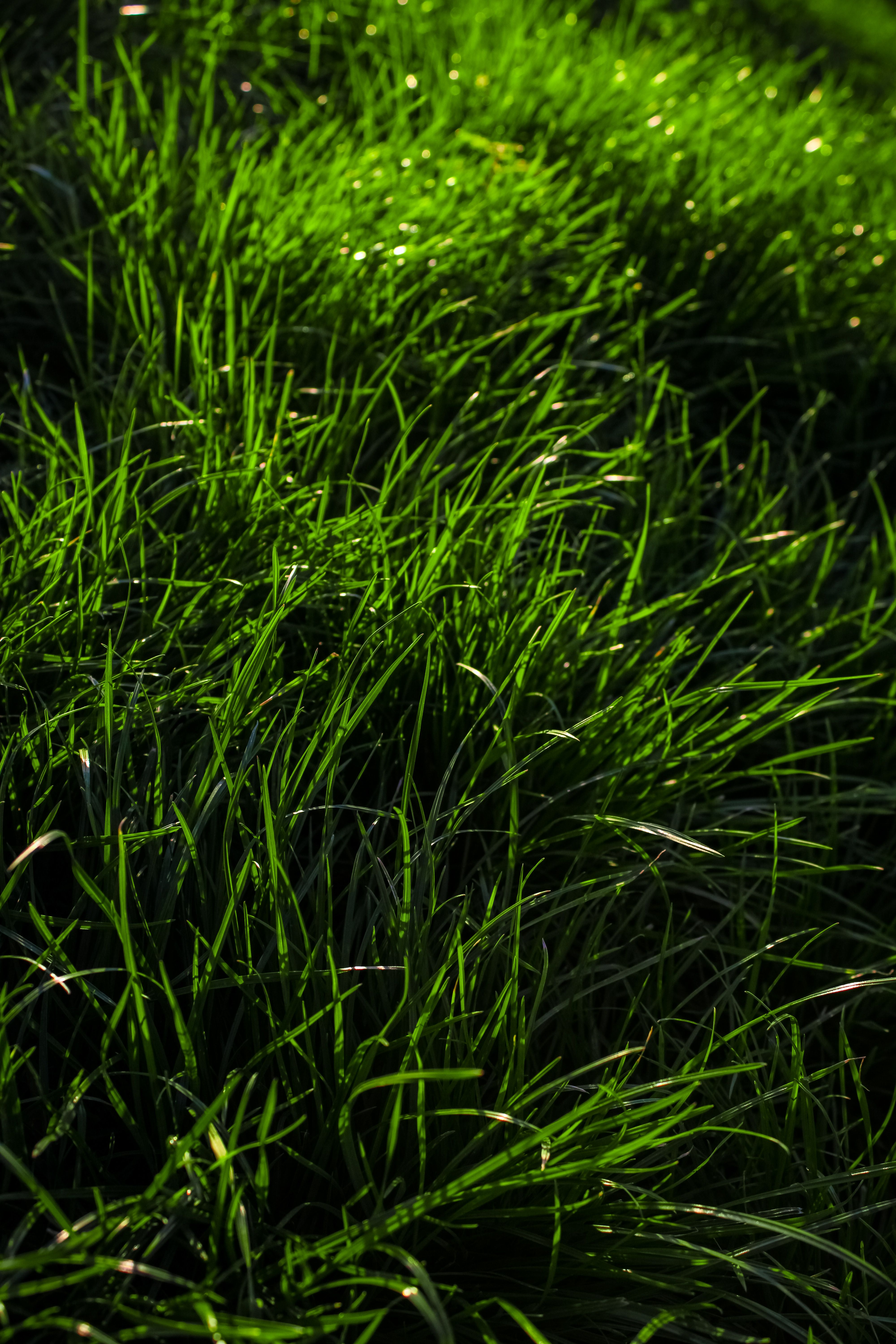 Green Grass in Tilt Shift Lens Photography · Free Stock Photo