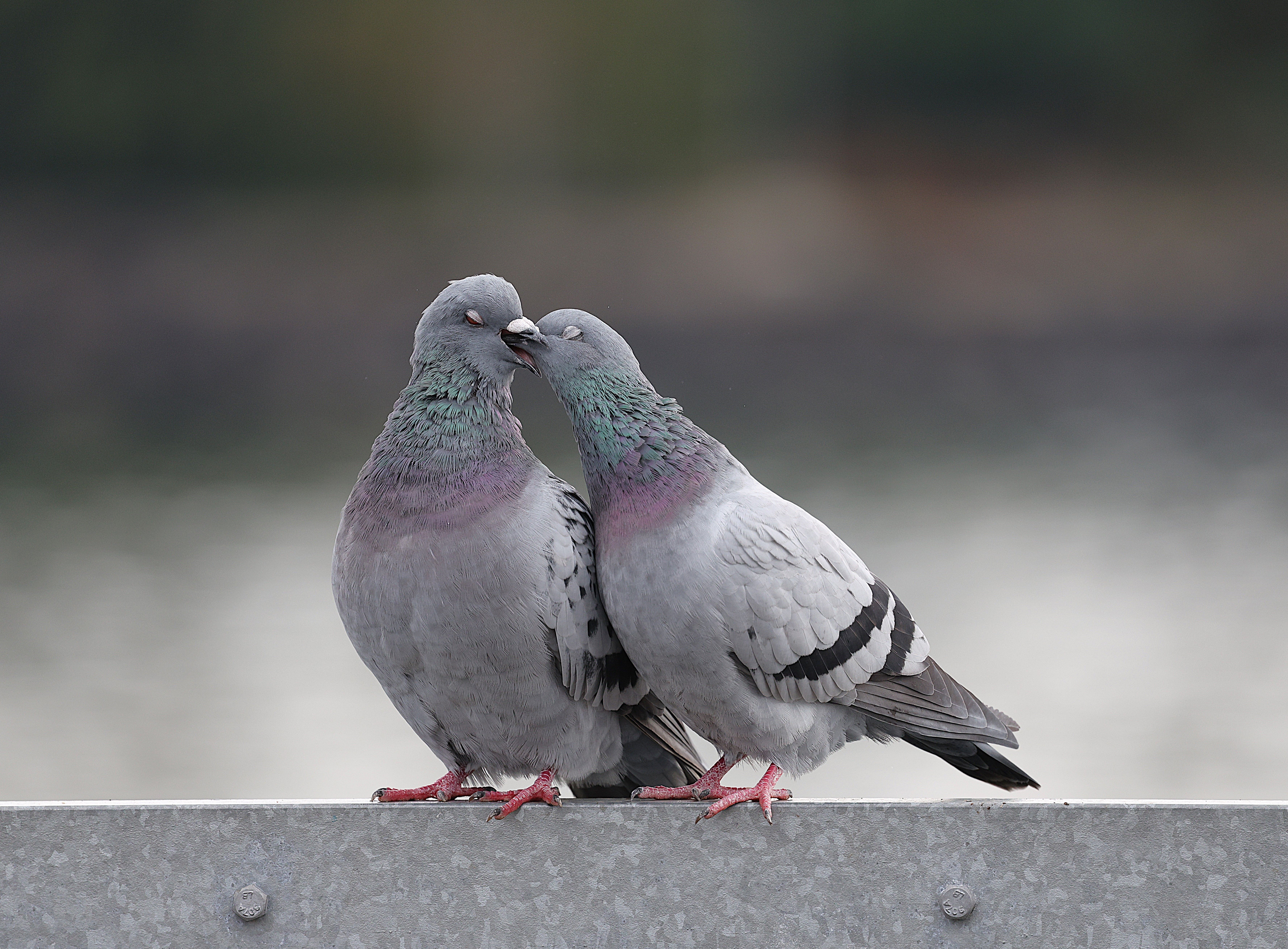 Pair of Rock Pigeons Perched Outdoors · Free Stock Photo