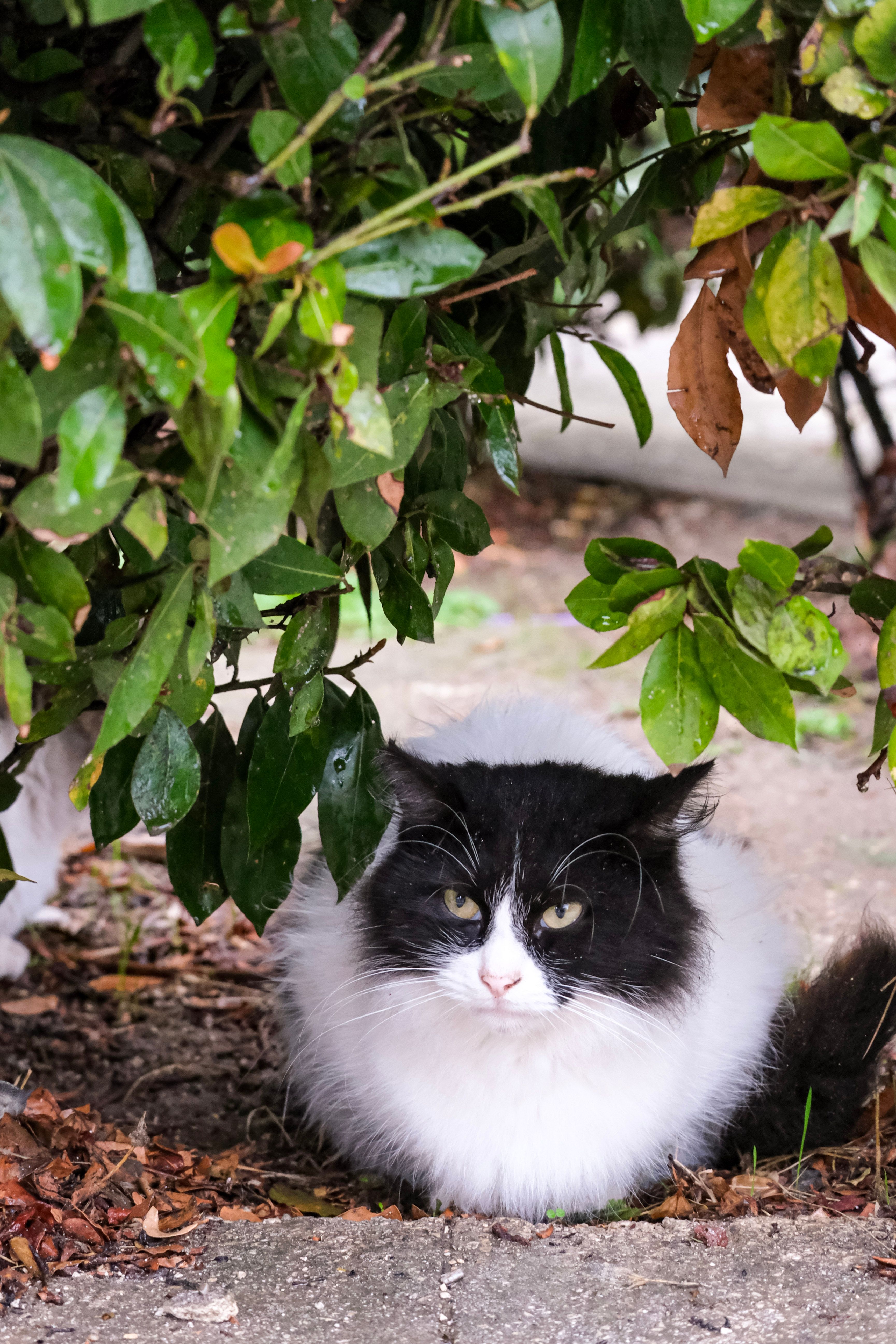 Garden Portrait Photos, Download The BEST Free Garden Portrait Stock ...