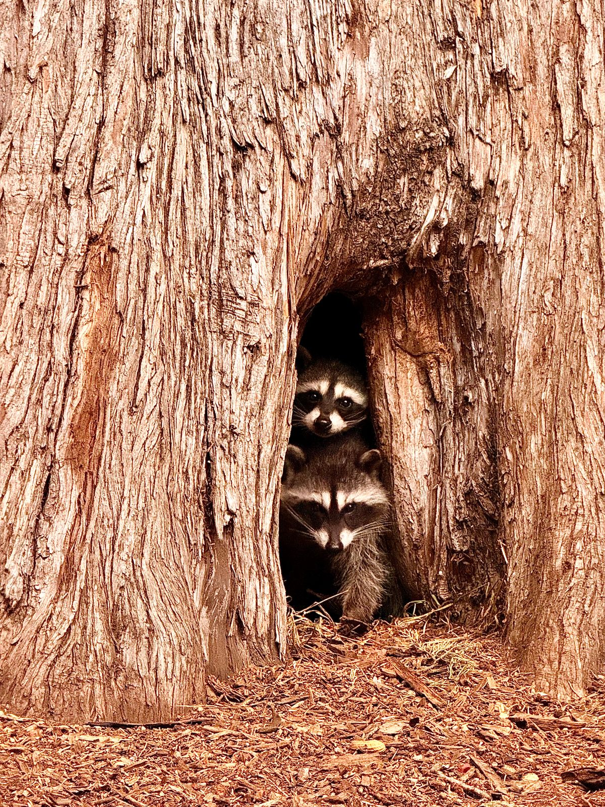 Cute Animated Animals Photos, Download The BEST Free Cute Animated ...