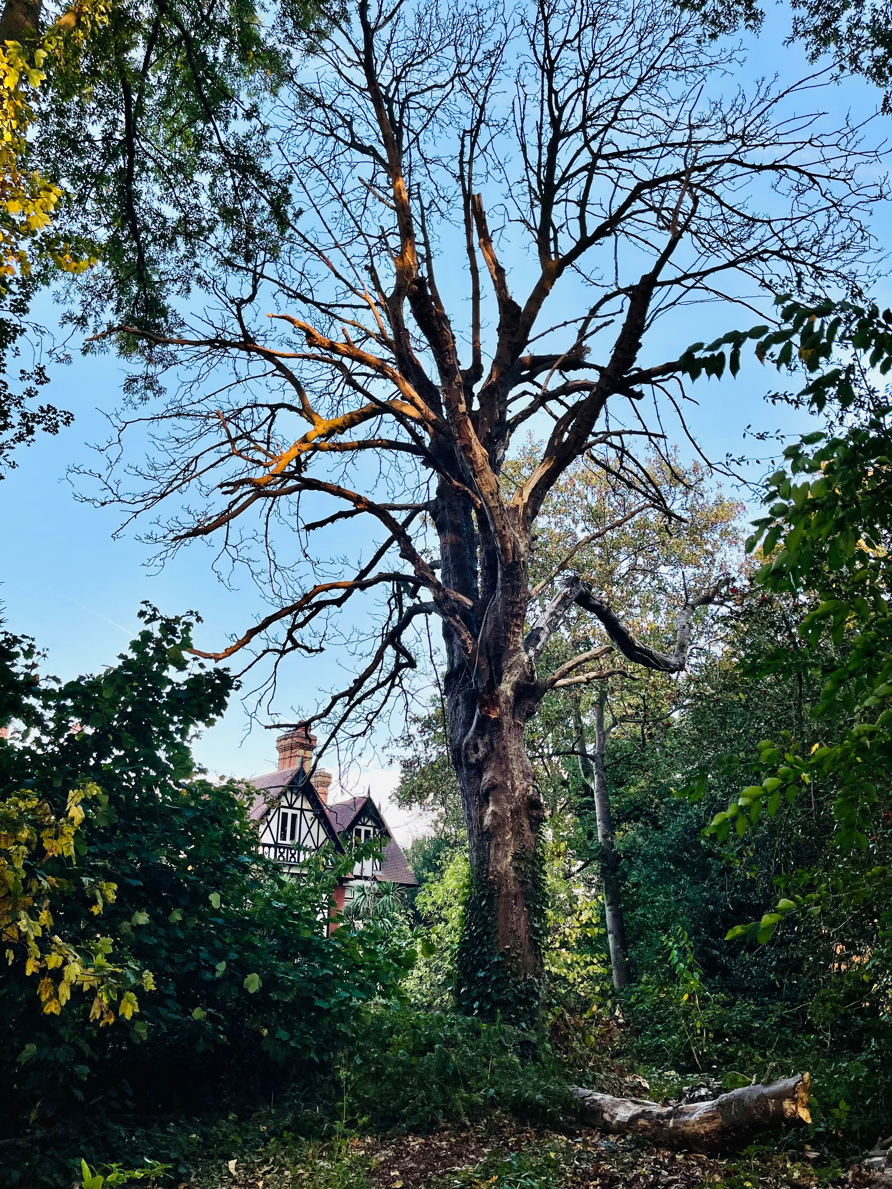 Rustic Tudor House Behind a Leafless Tree · Free Stock Photo