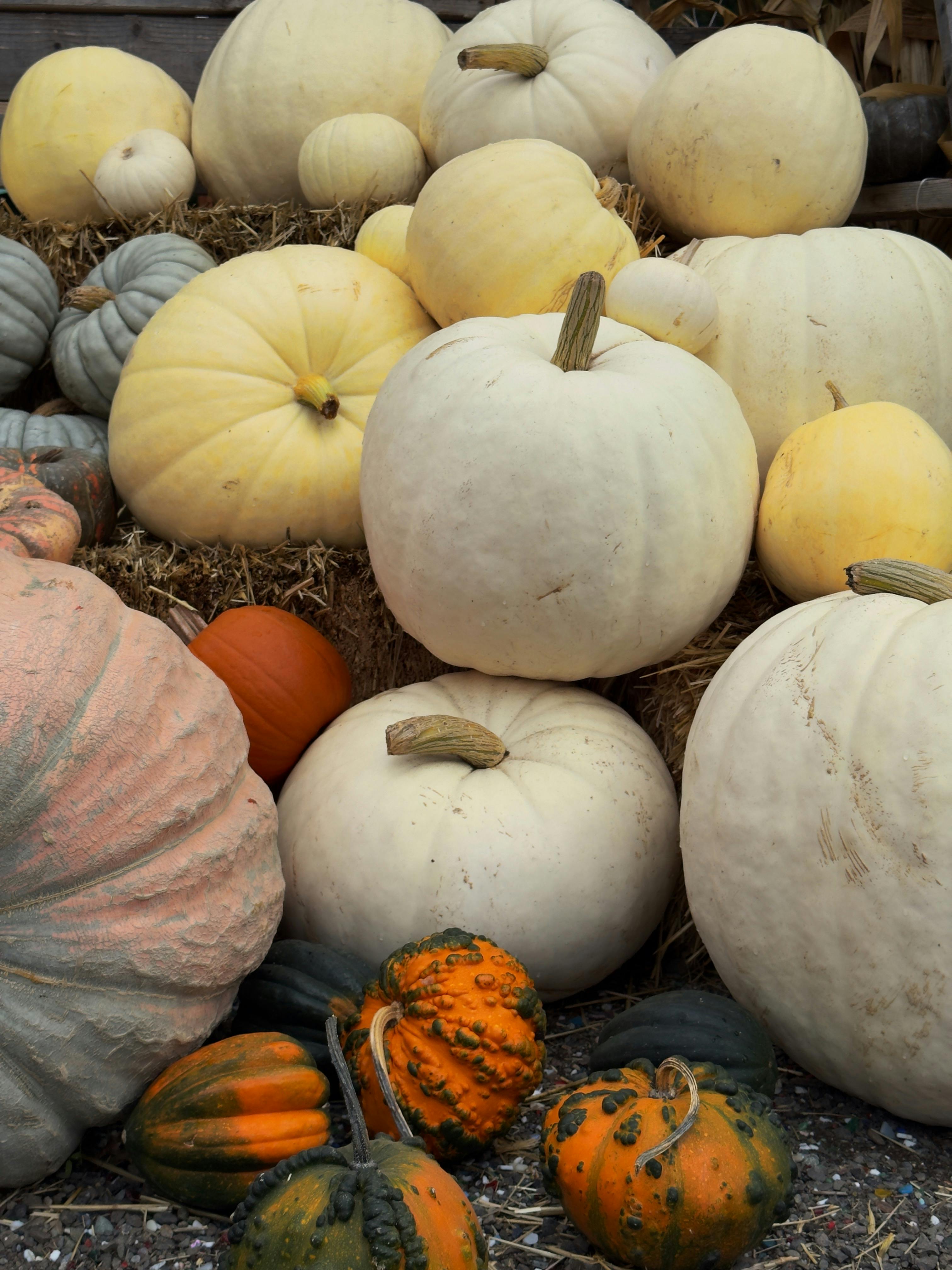 Autumn Wallpaper Pumpkins Patch Farm Photos, Download The BEST Free ...