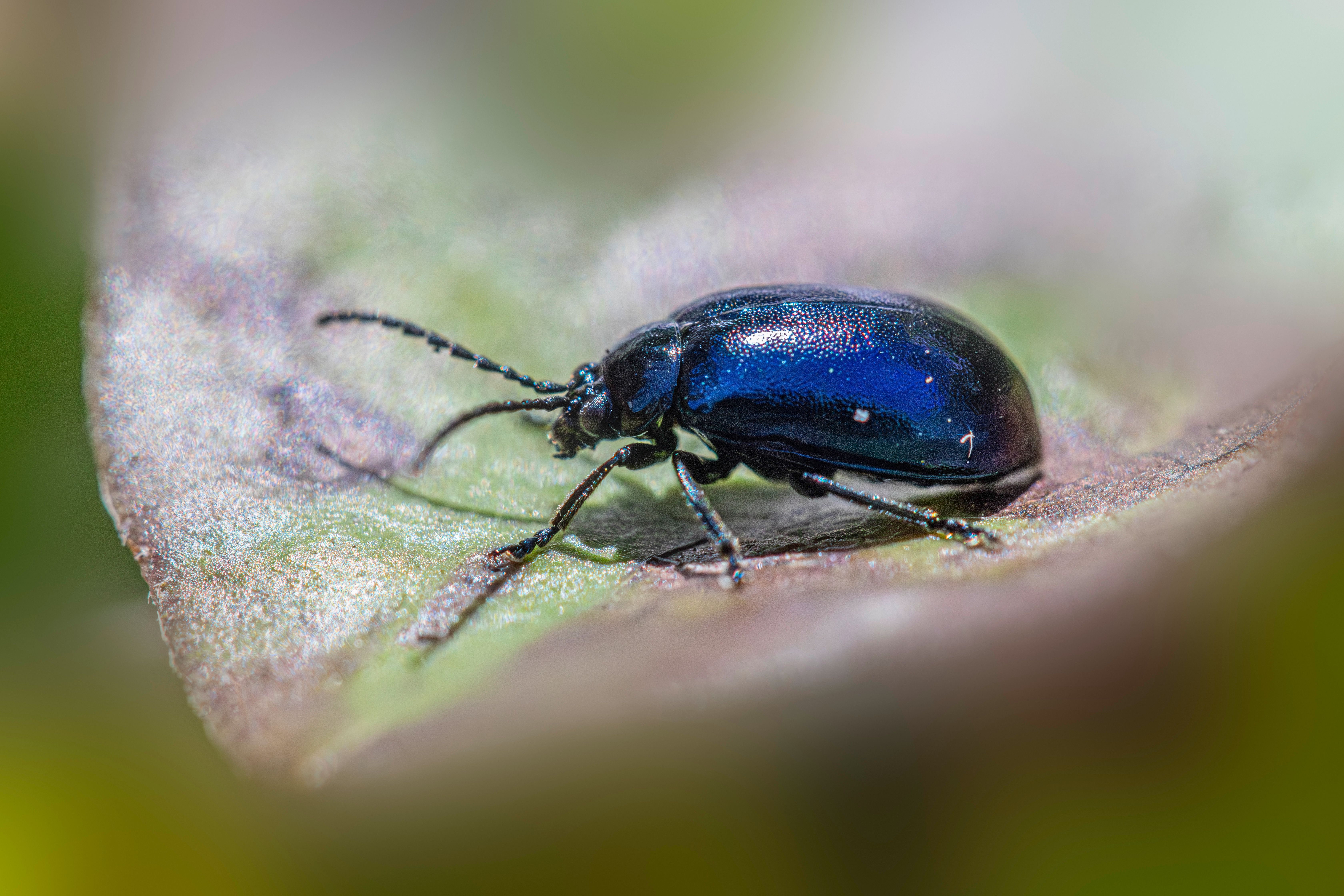 Invertebrates Photos, Download The BEST Free Invertebrates Stock Photos ...