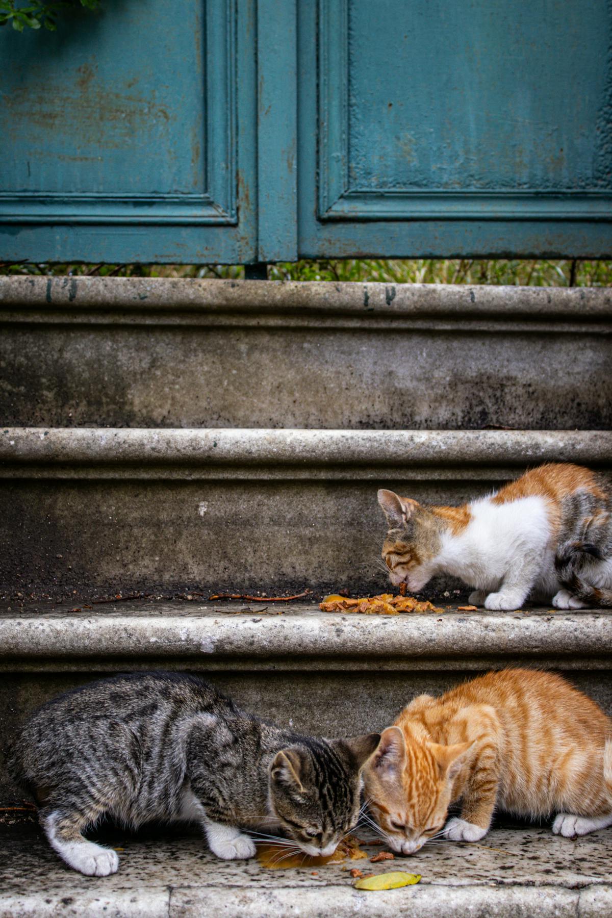 Real Cats Photos, Download The BEST Free Real Cats Stock Photos & HD Images