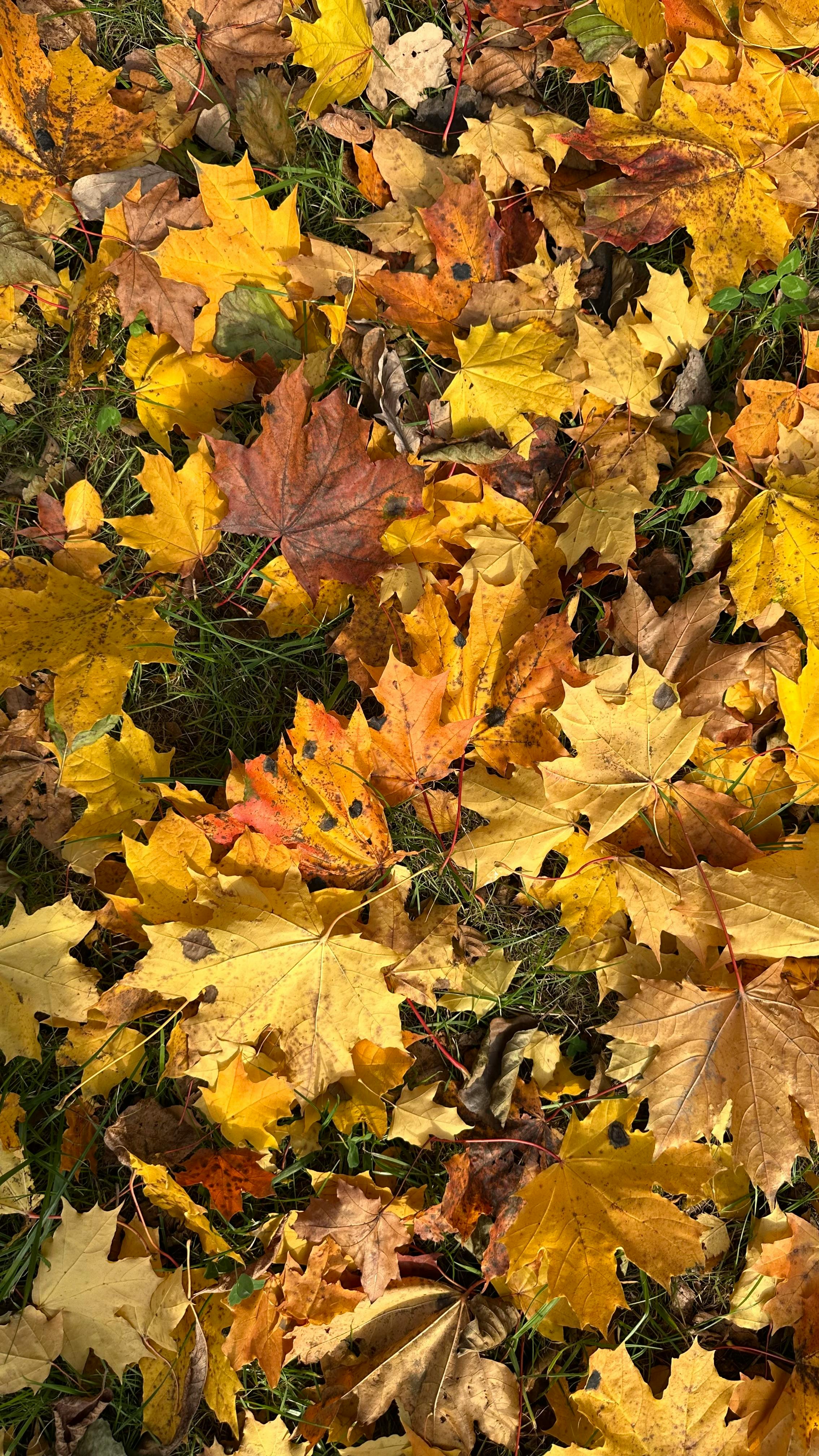 草地上鲜艳的秋叶 · 免费素材图片