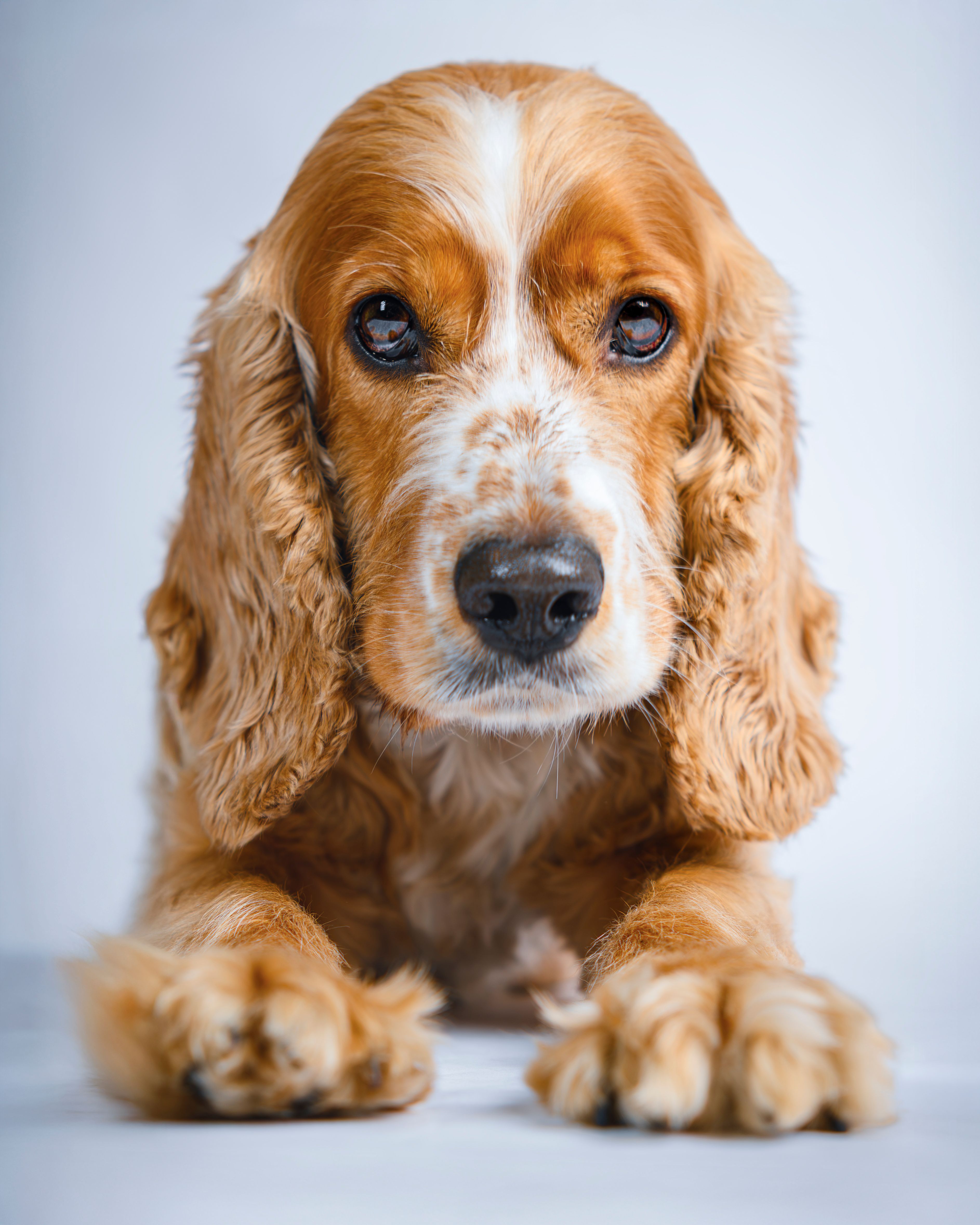 Retrato Adorável De Um Cachorro Cocker Spaniel Em Branco · Foto ...