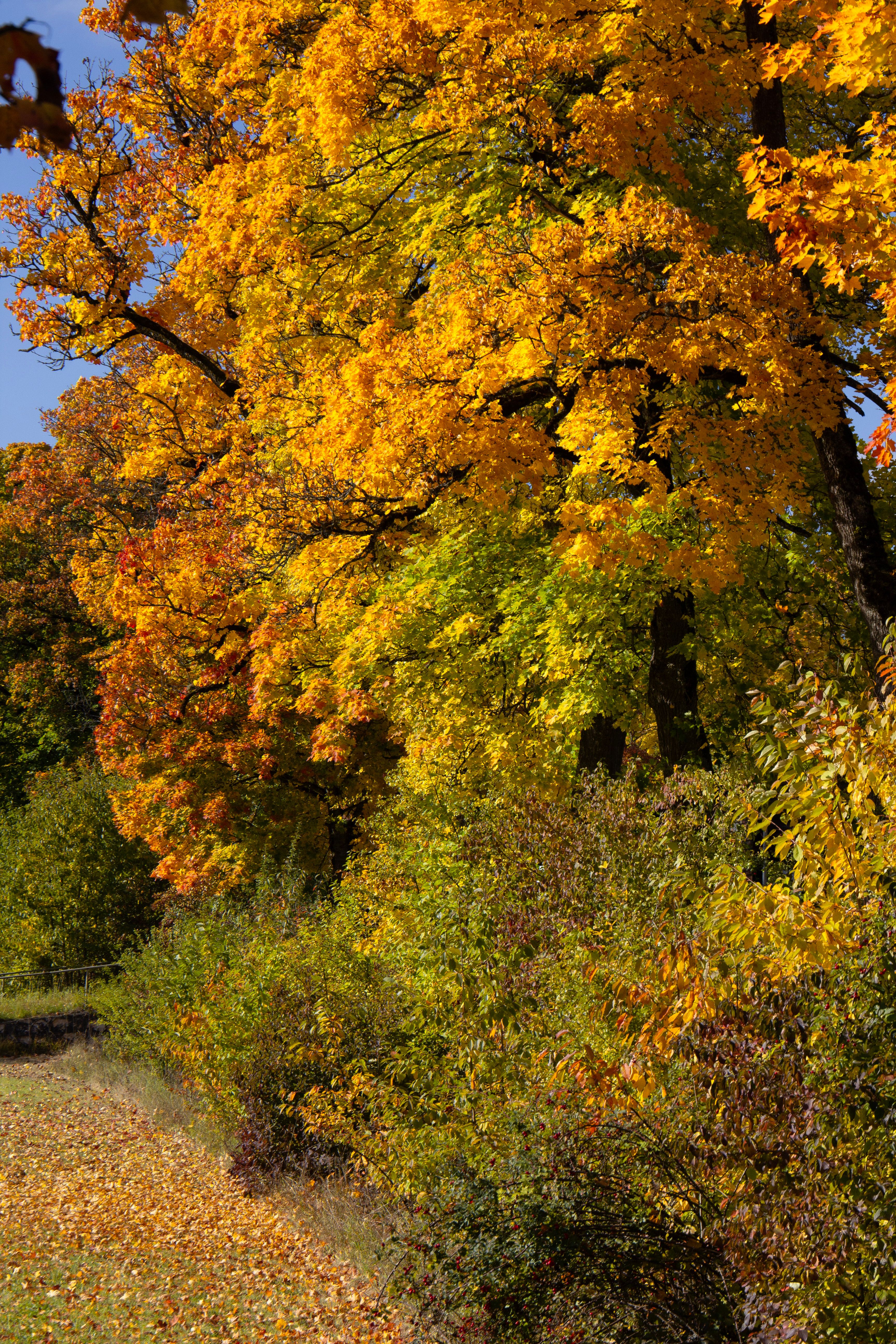 Vibrant Autumn Foliage in a Sunlit Forest · Free Stock Photo
