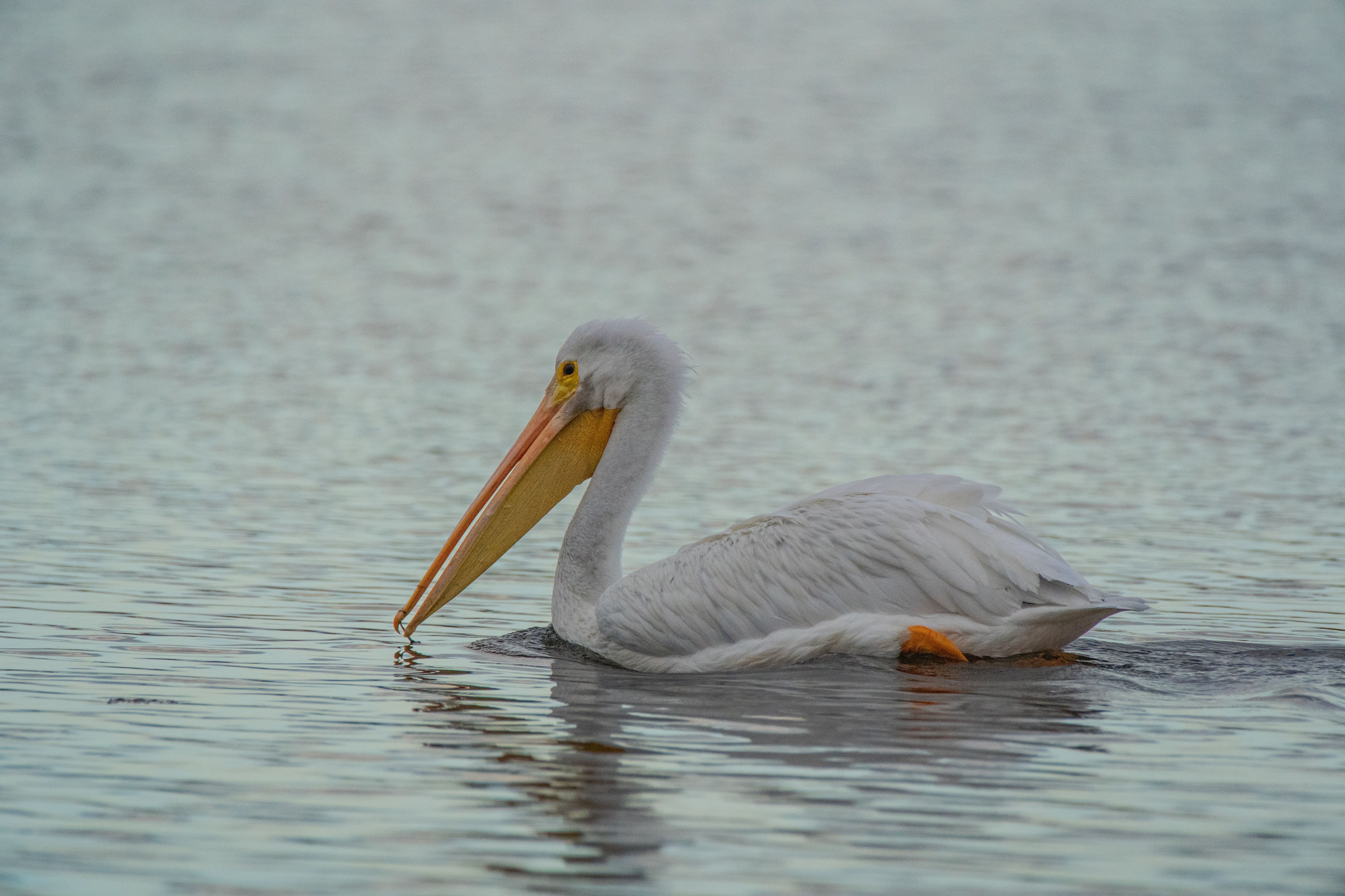 Photo of a Pelican in Water · Free Stock Photo