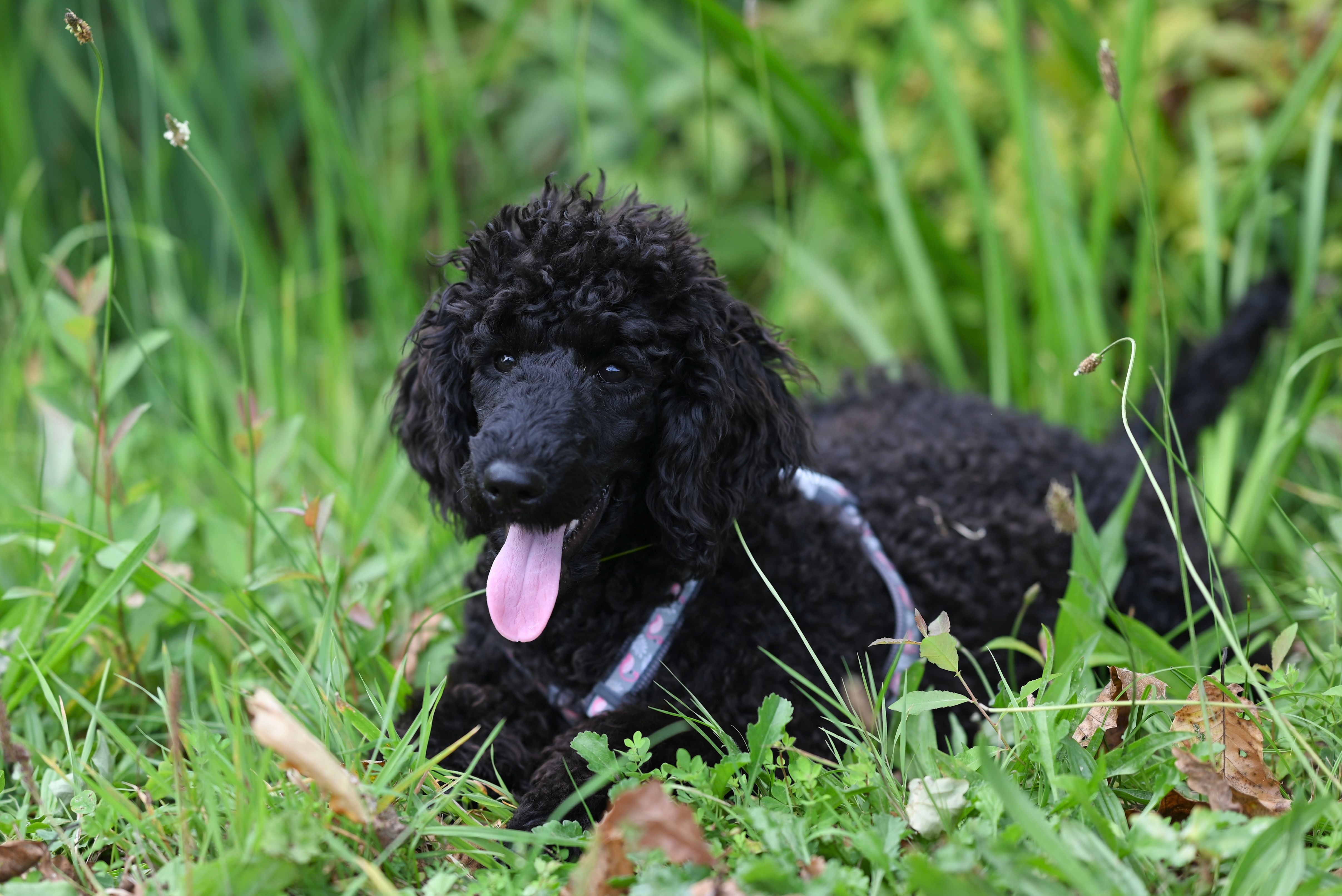 Adorable Black Poodle Relaxing in a Lush Garden · Free Stock Photo