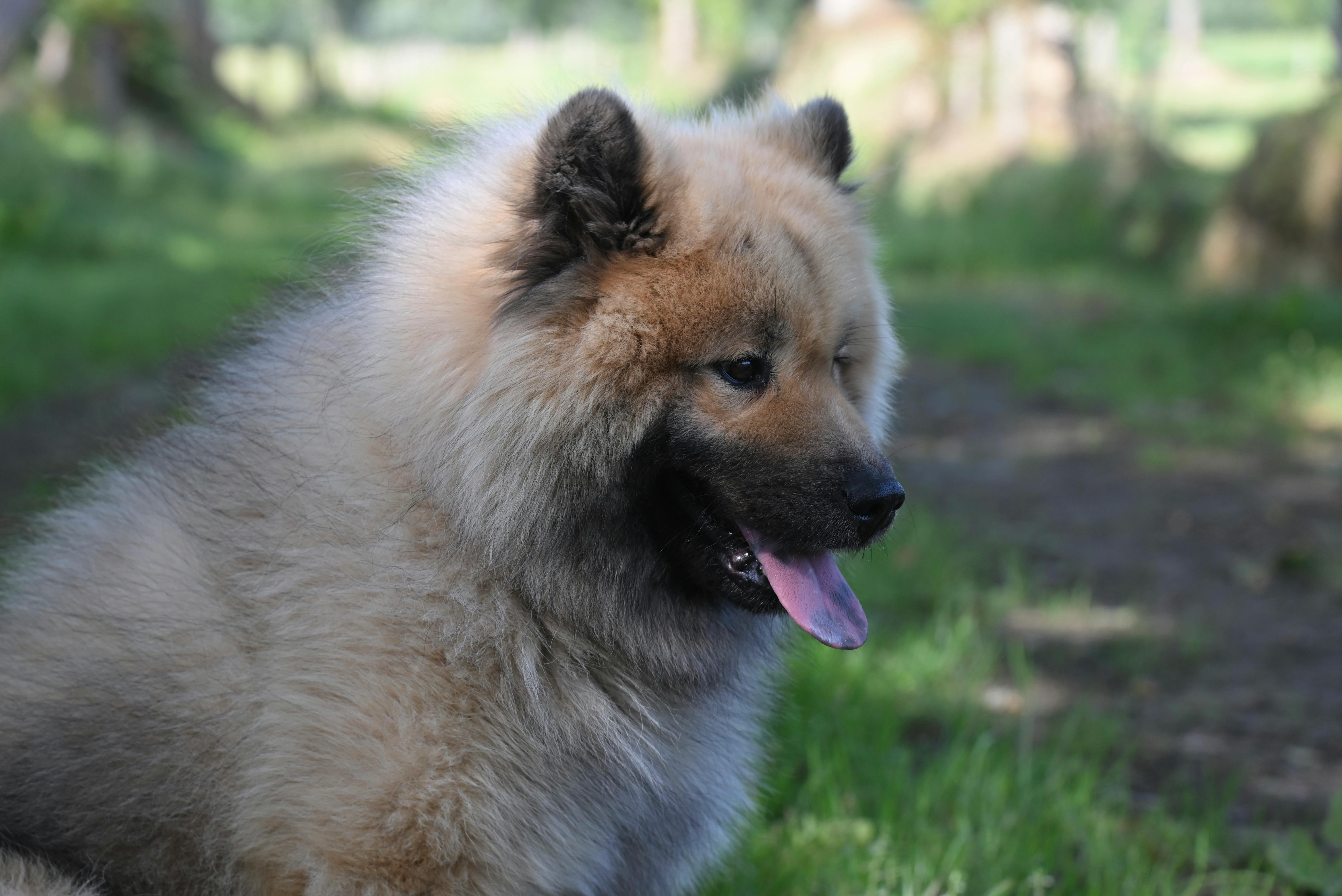 Cachorro Fila Filhote: Dicas Para Cuidar do Seu Novo Amigo