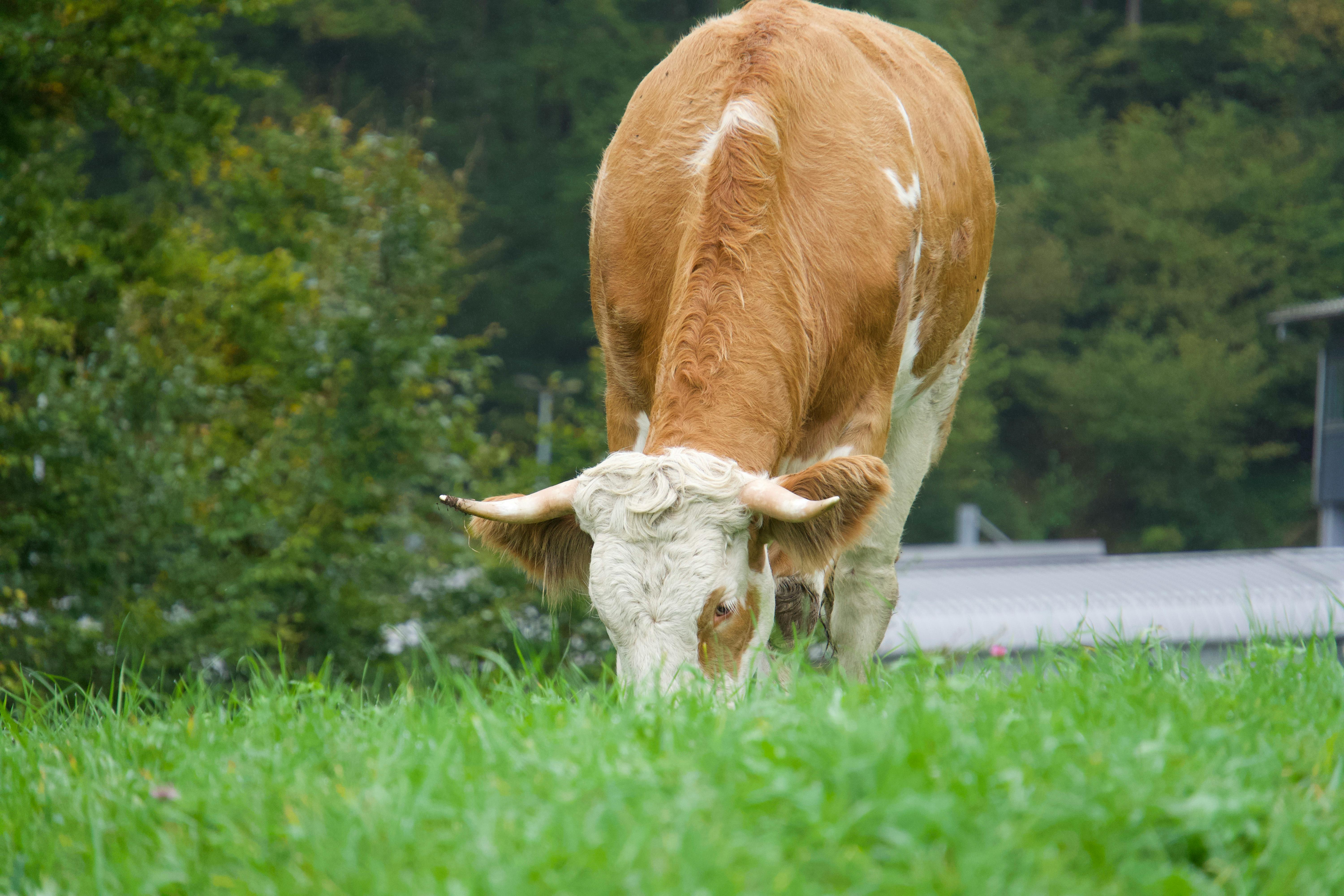 Milkish Cow Photos, Download The BEST Free Milkish Cow Stock Photos ...