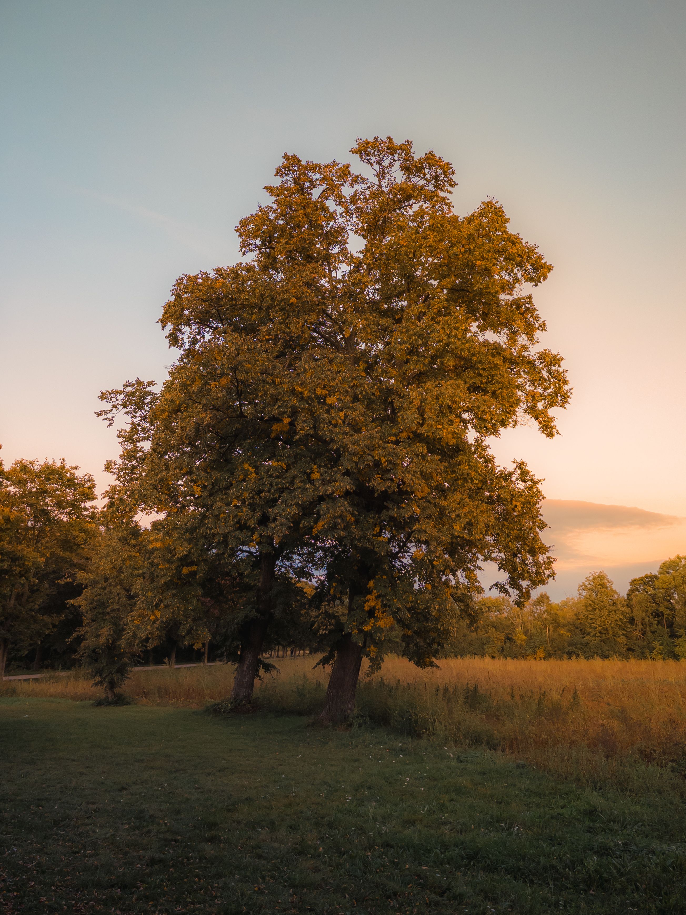 Majestic Oak Tree at Sunset in Austrian Landscape · Free Stock Photo