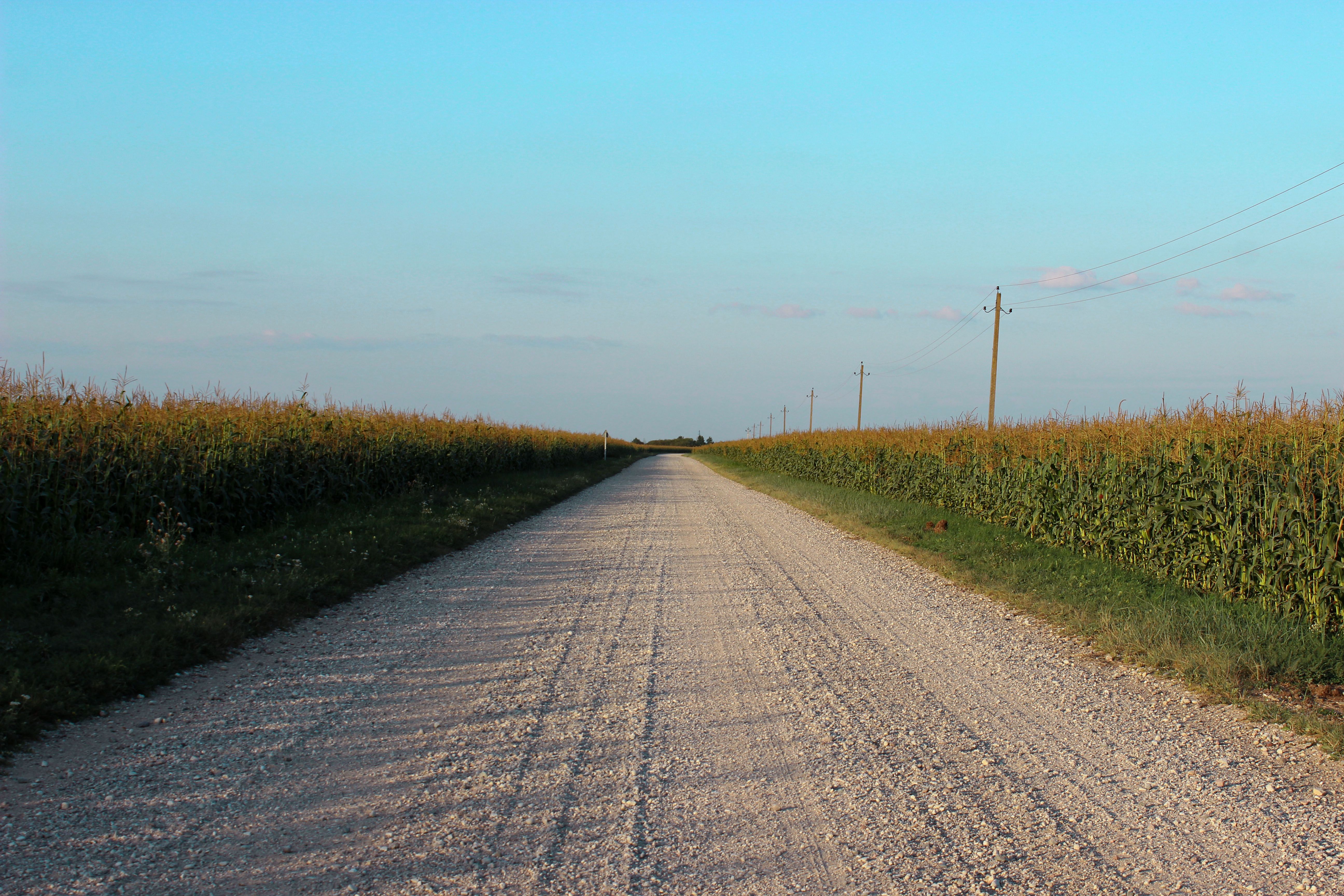 Largo Camino De Grava A Través De Campos De Maíz En Verano · Foto de ...