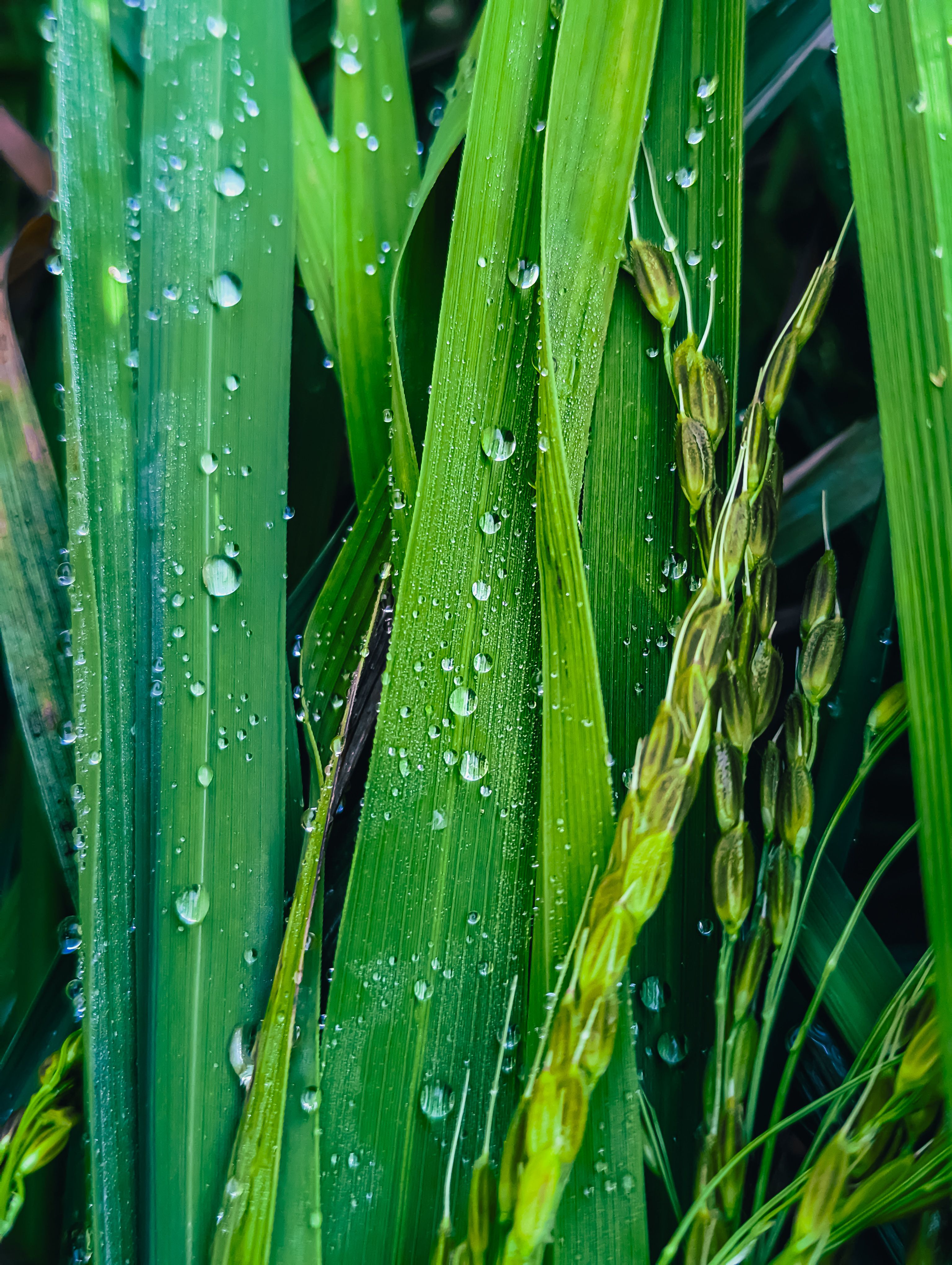 Close-up of Dew-Studded Rice Plant Leaves · Free Stock Photo
