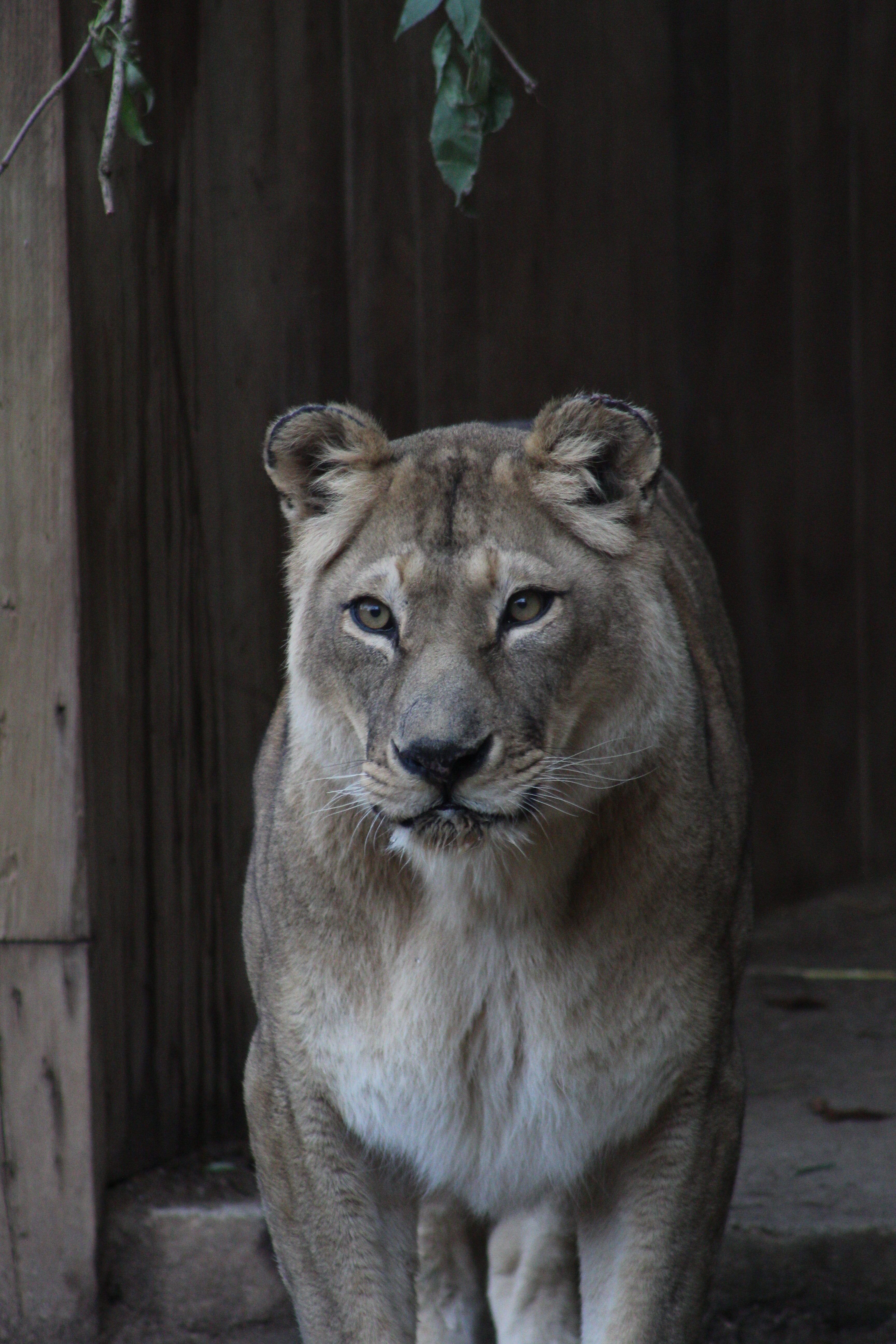 Close-up of a Lioness in Natural Habitat · Free Stock Photo