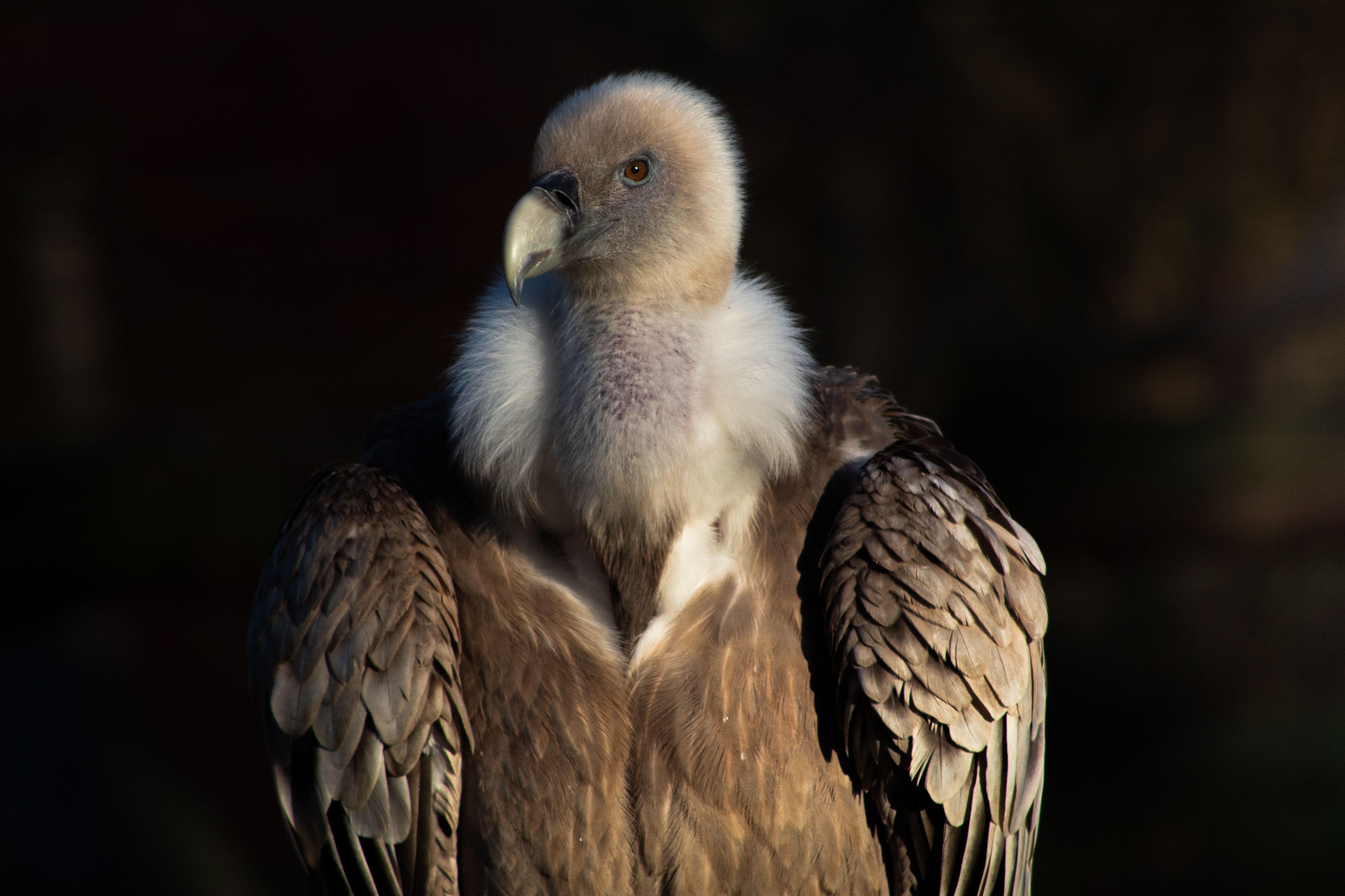 Close-Up Portrait of a Griffon Vulture in Shadow · Free Stock Photo