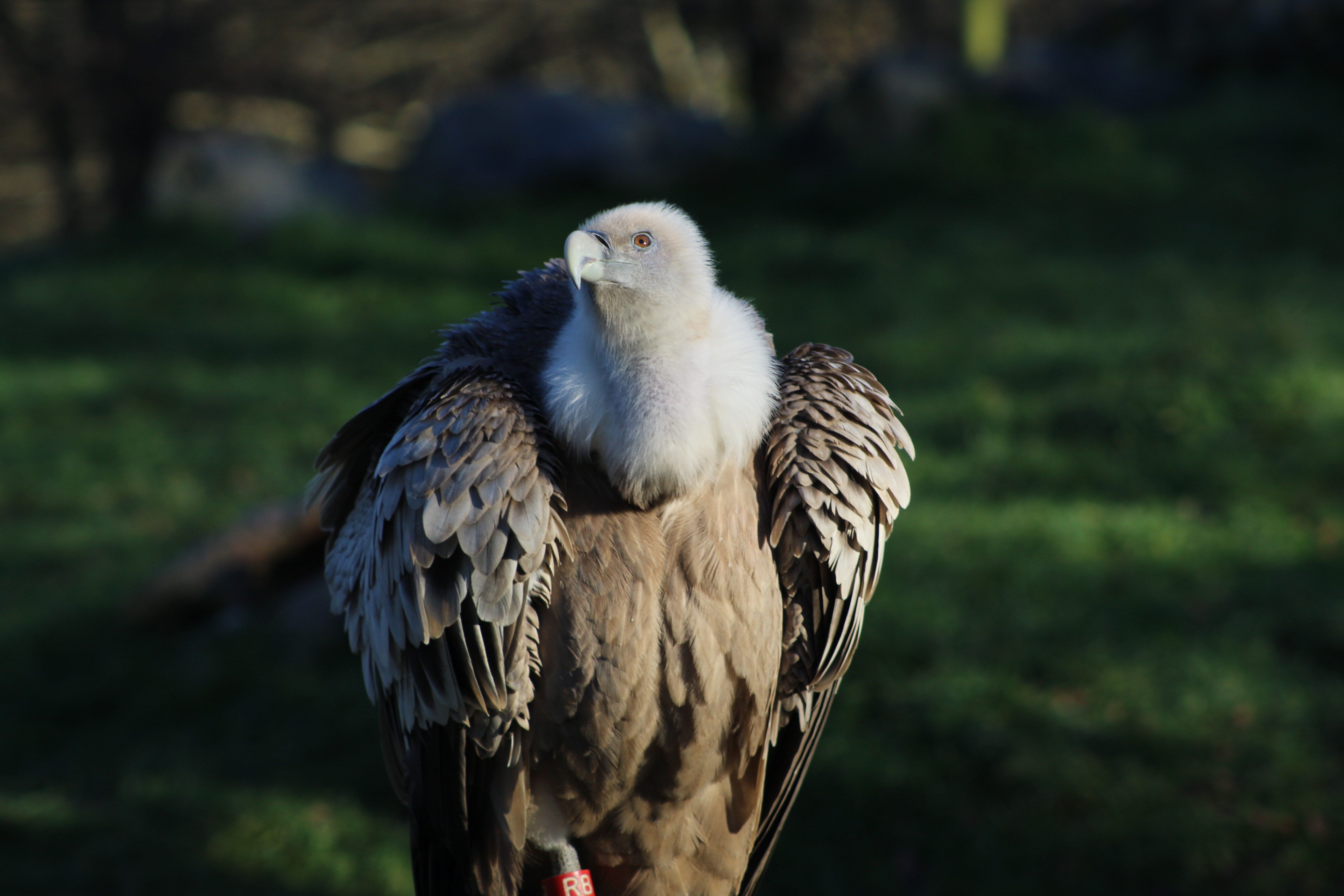 Close-Up Portrait of a Griffon Vulture in Shadow · Free Stock Photo
