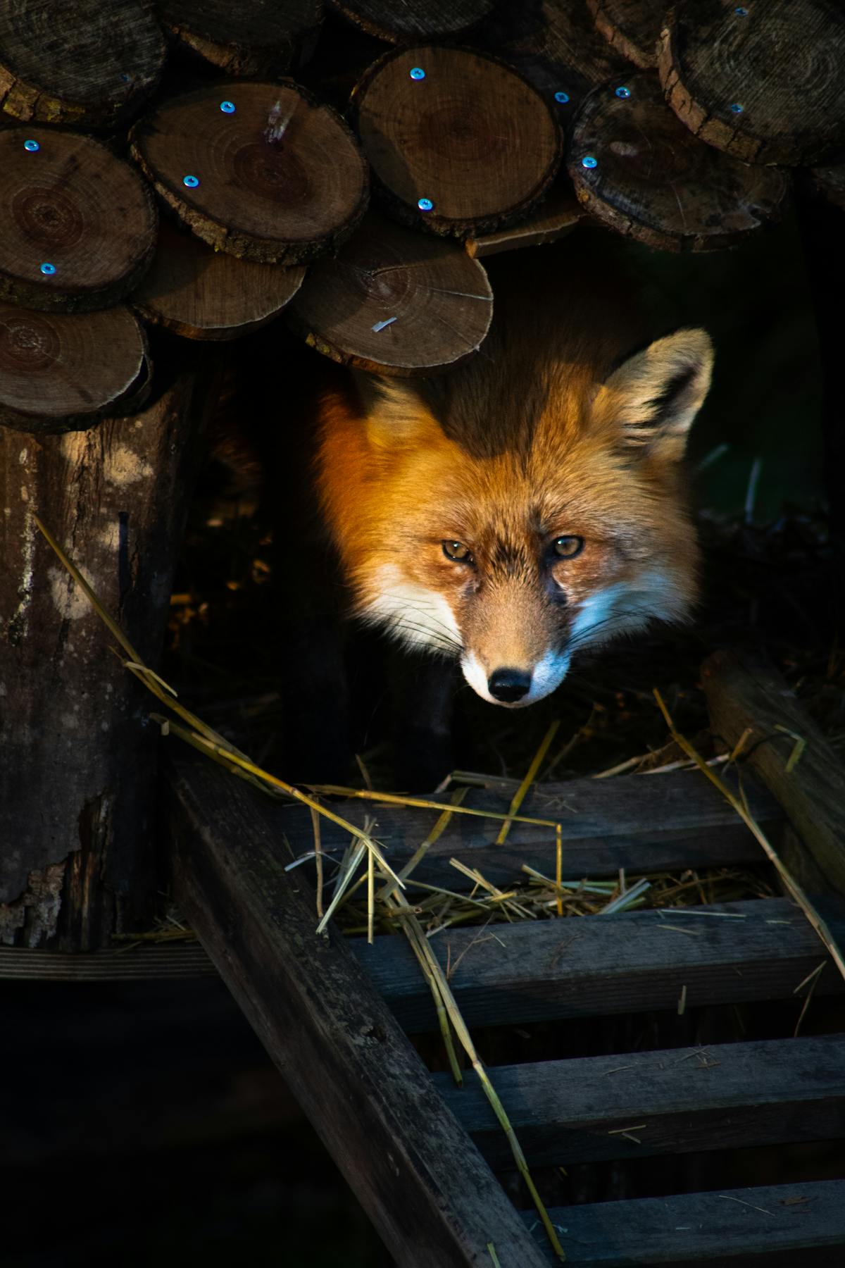 Den Photos, Download The BEST Free Den Stock Photos & HD Images