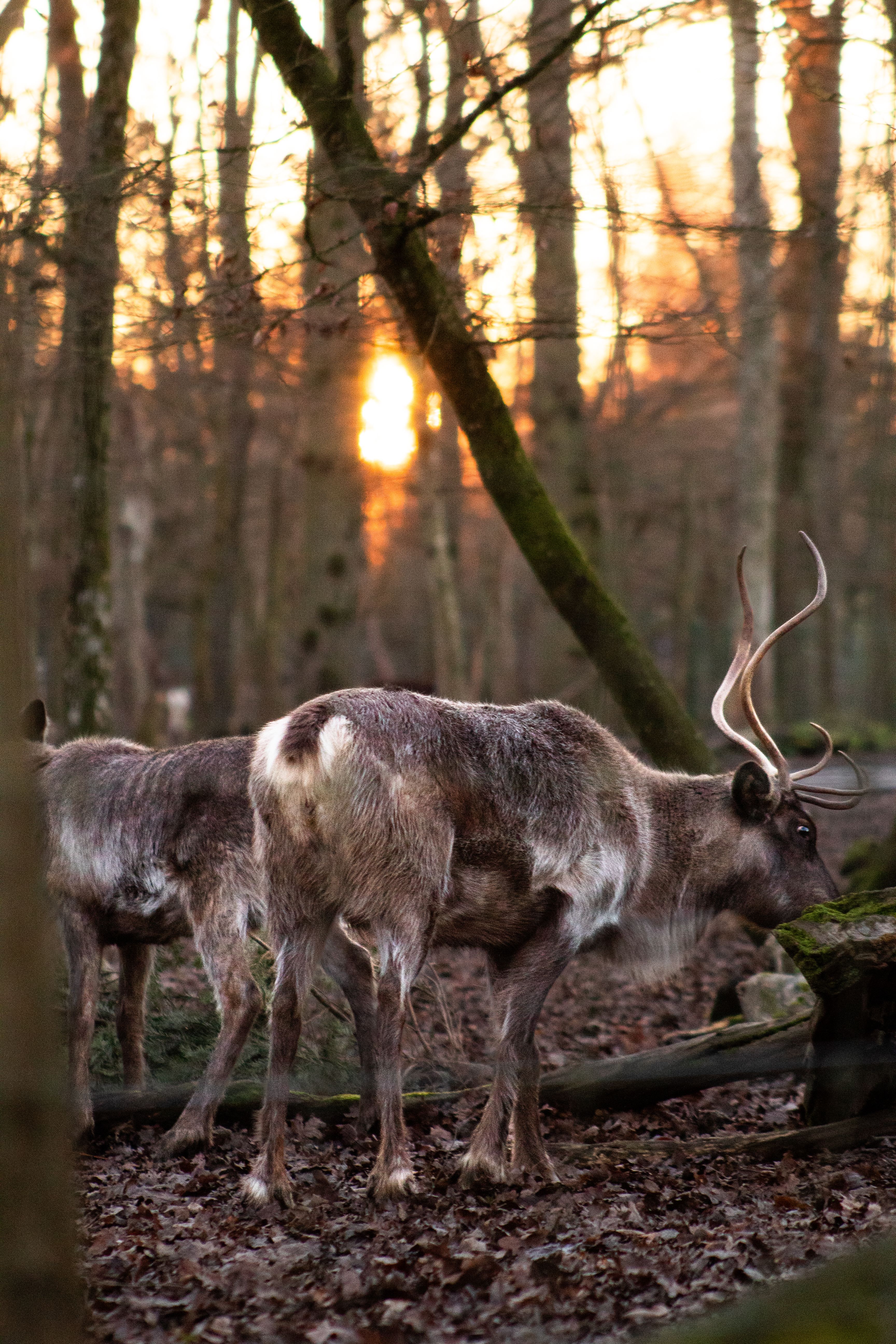 1,000+ Best Reindeer Photos · 100% Free Download · Pexels Stock Photos