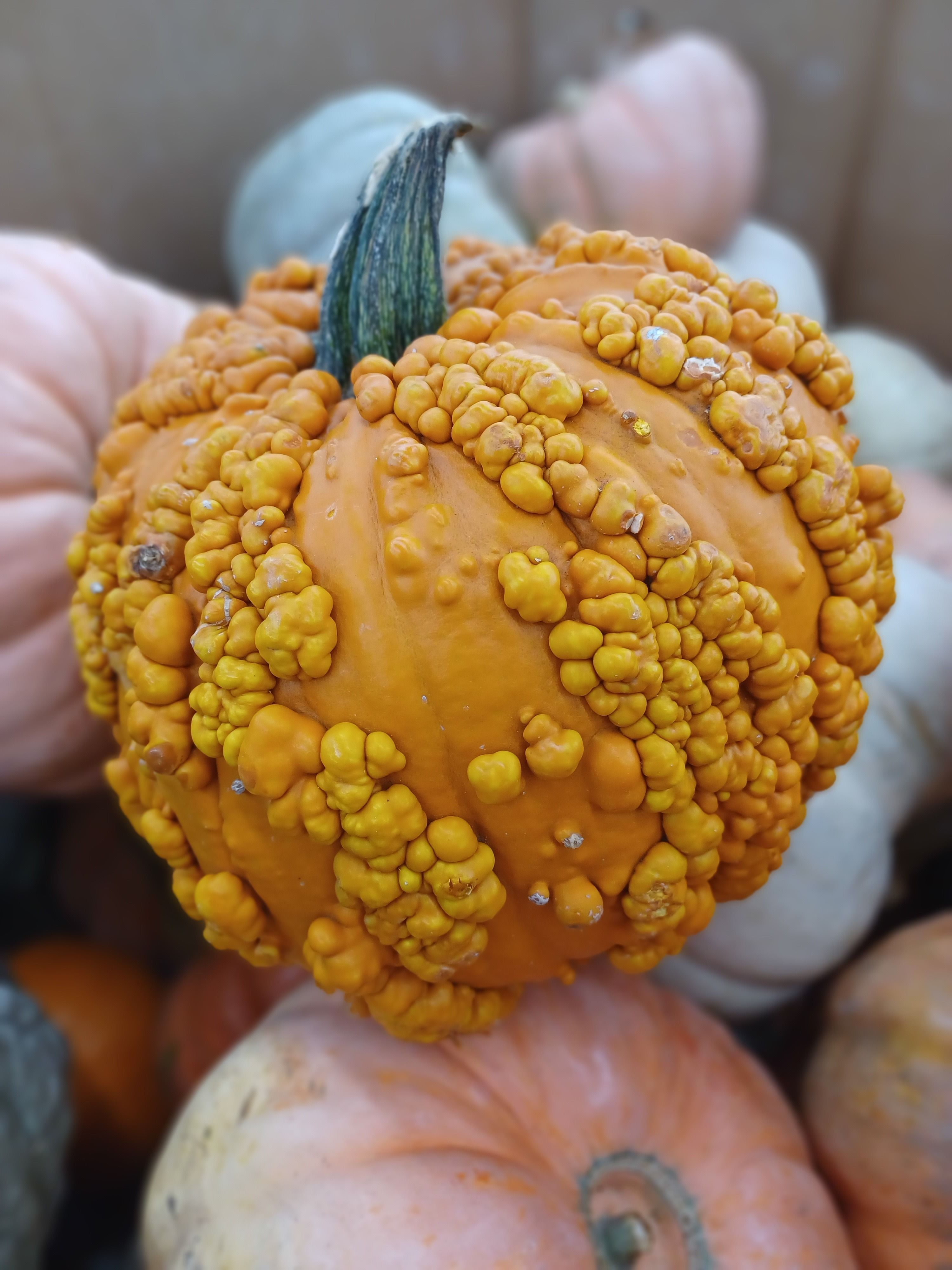 Close-up of Knobby Orange Pumpkin in Autumn · Free Stock Photo