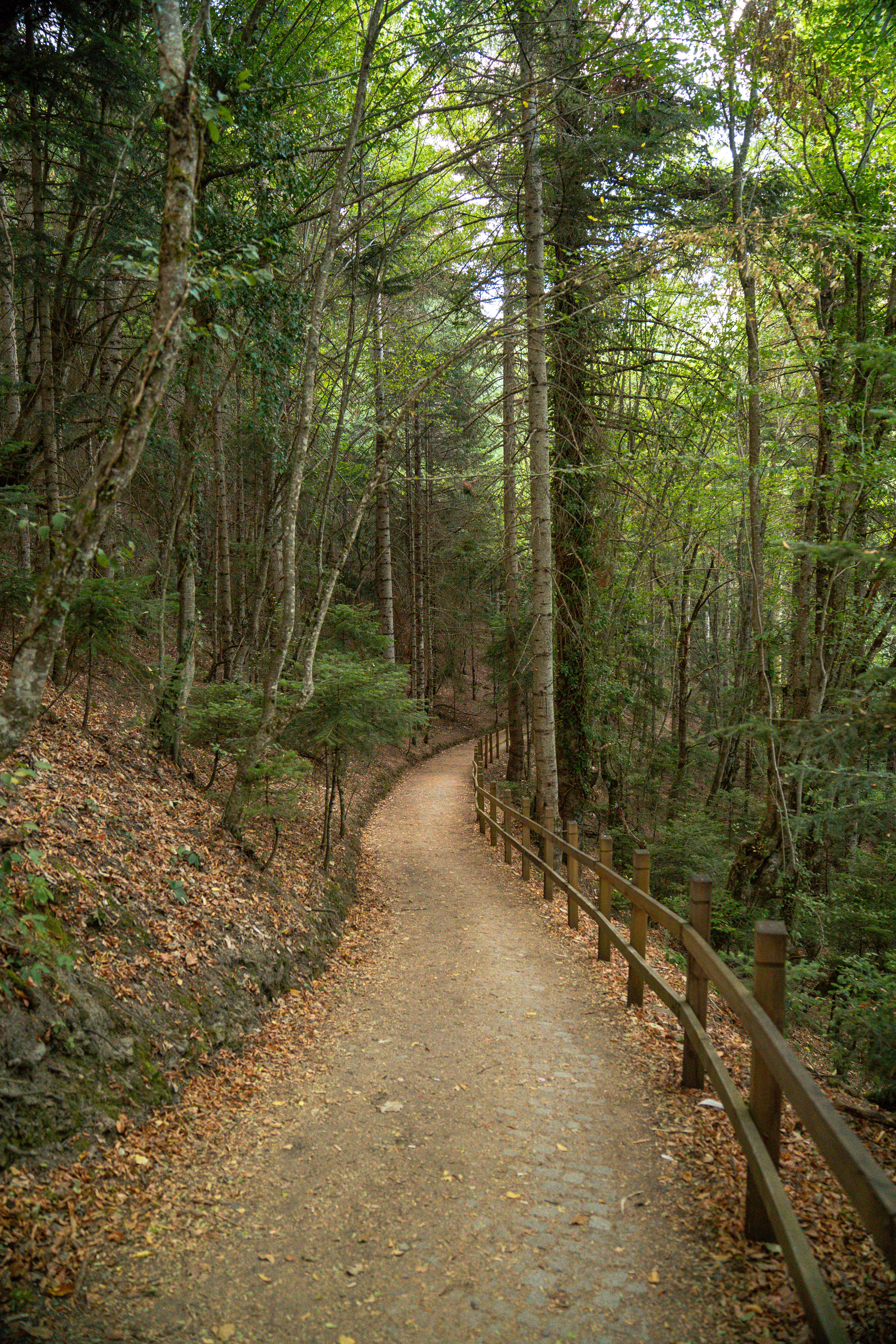 Deciduous Forest Photos, Download The BEST Free Deciduous Forest Stock ...