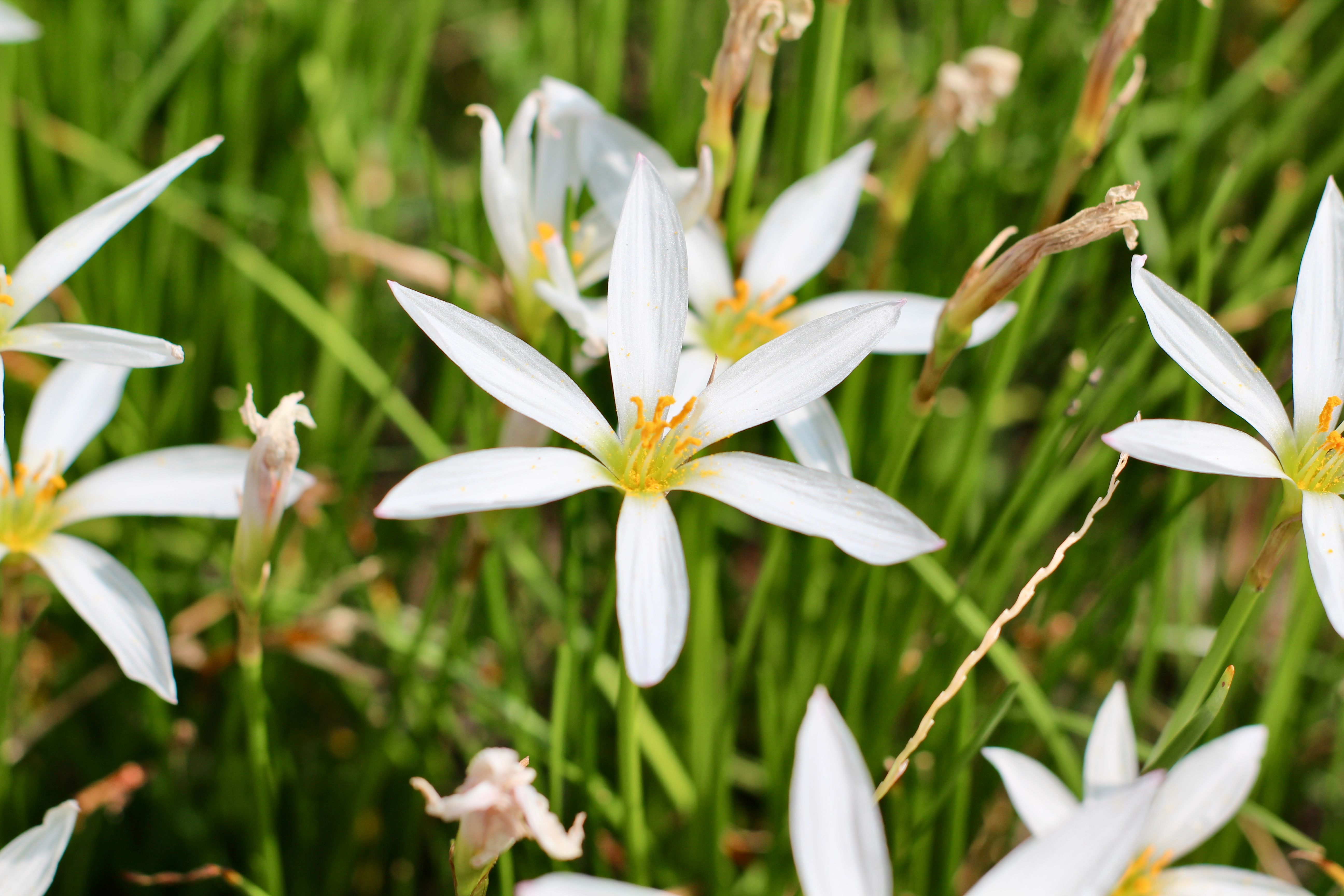 Close-up of White Rain Lilies in Bloom Outdoors · Free Stock Photo